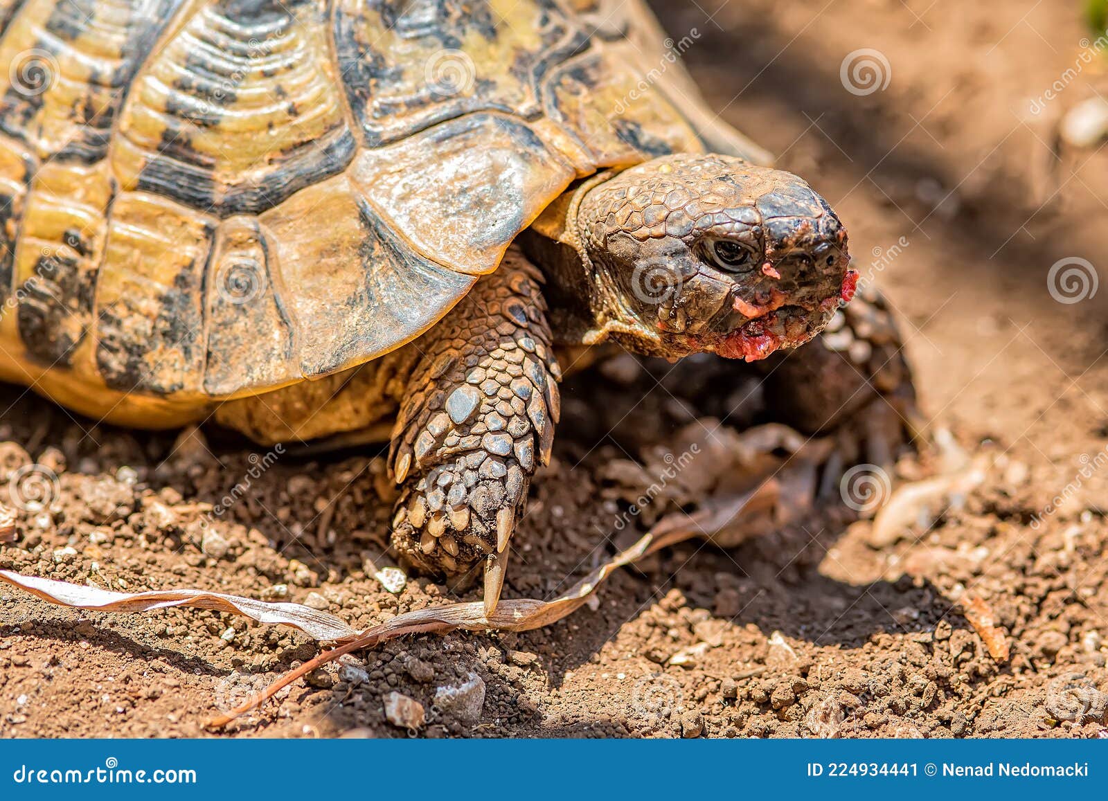 The turtle eats the tomato stock image. Image of eating - 224934441