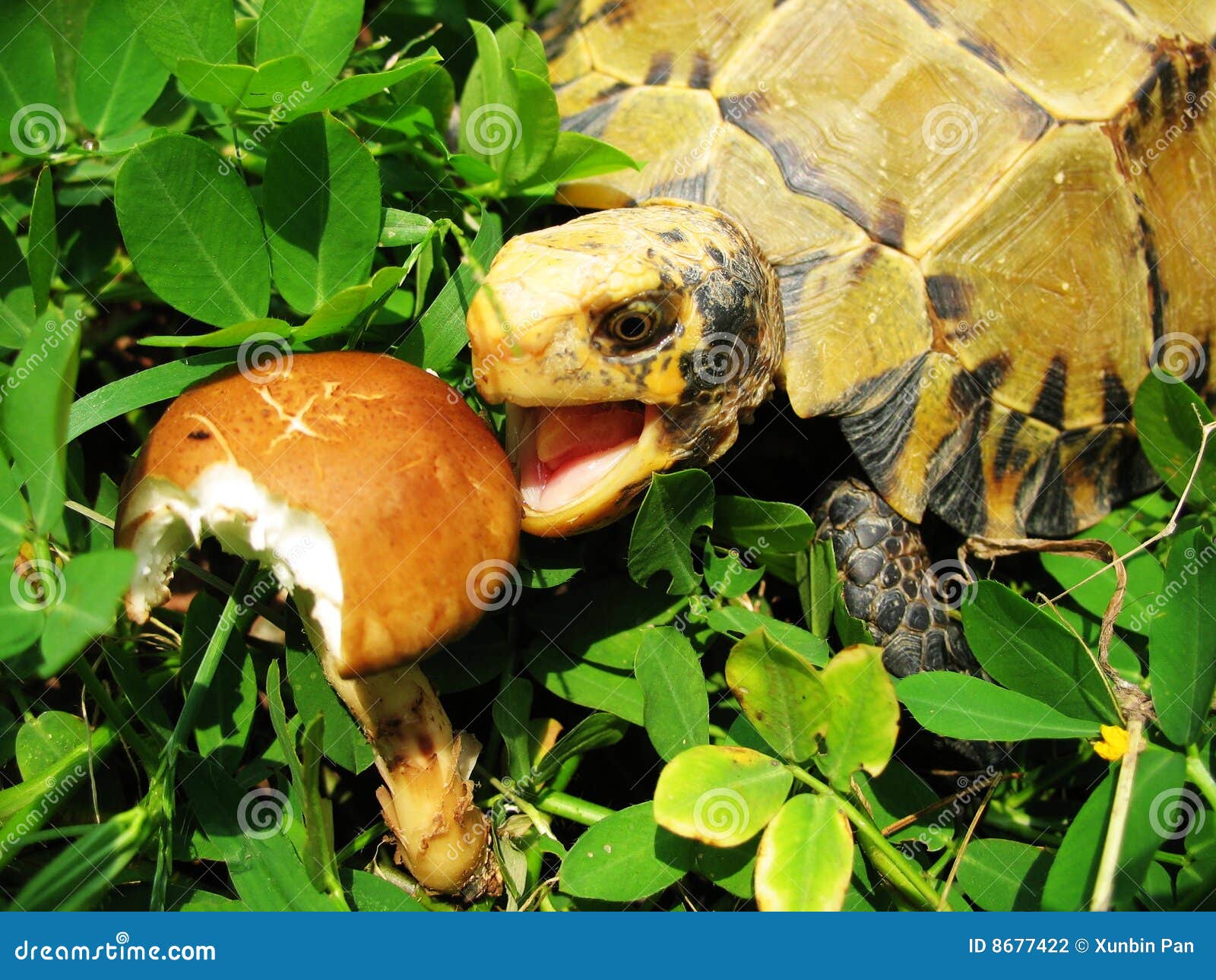 Turtle Eatting--Impressed Tortoise Stock Photo - Image of crawling ...