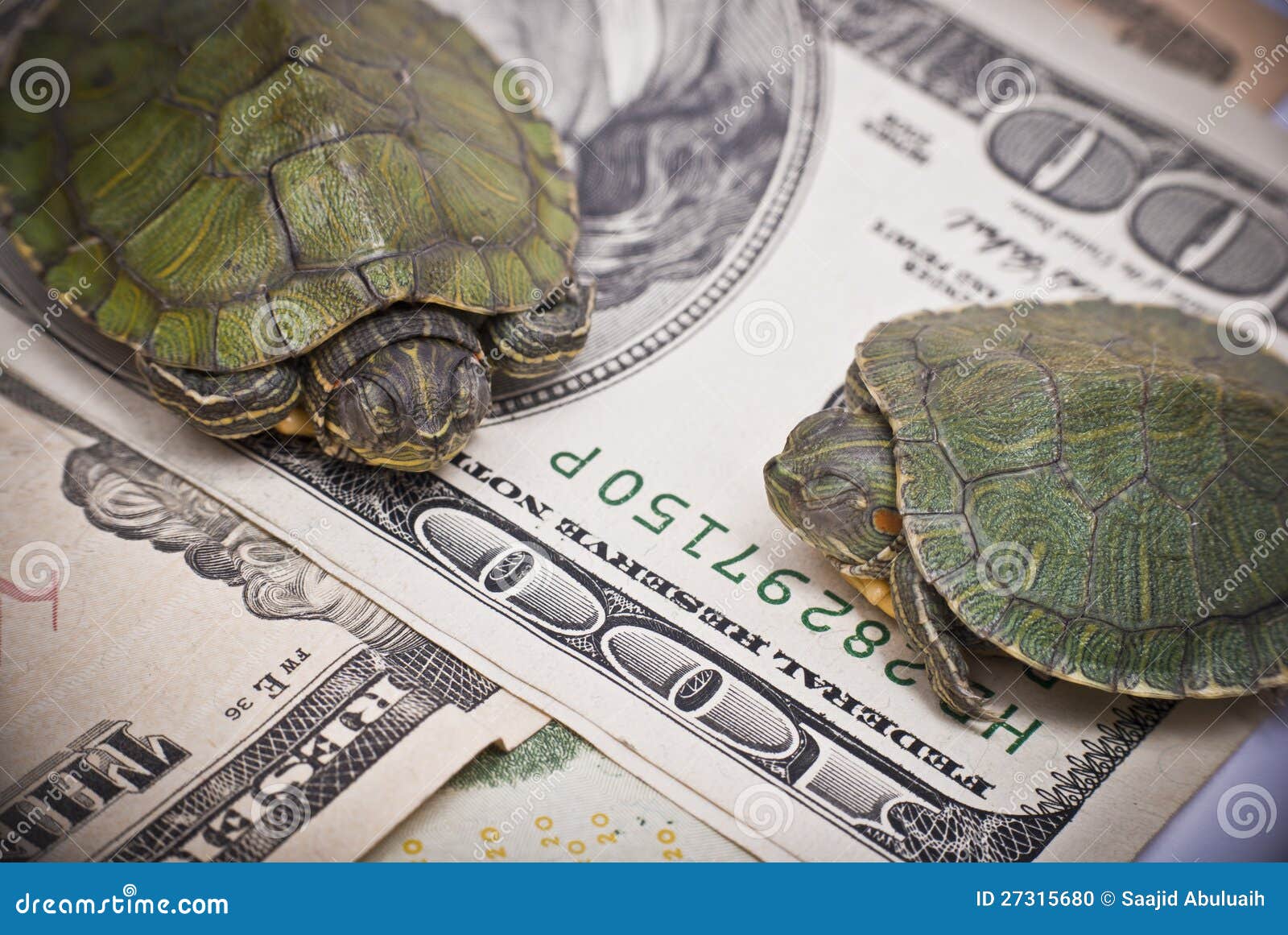 Turtle economy stock photo. Image of financial, guarder - 27315680