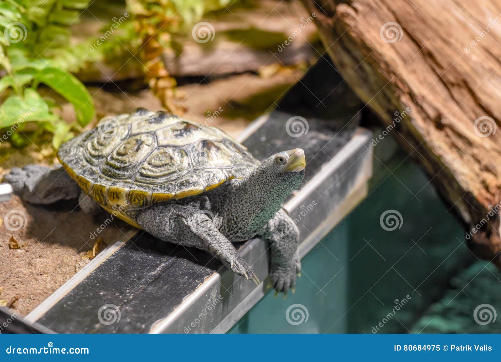 Turtle on the edge. stock image. Image of calm, reptile - 80684975