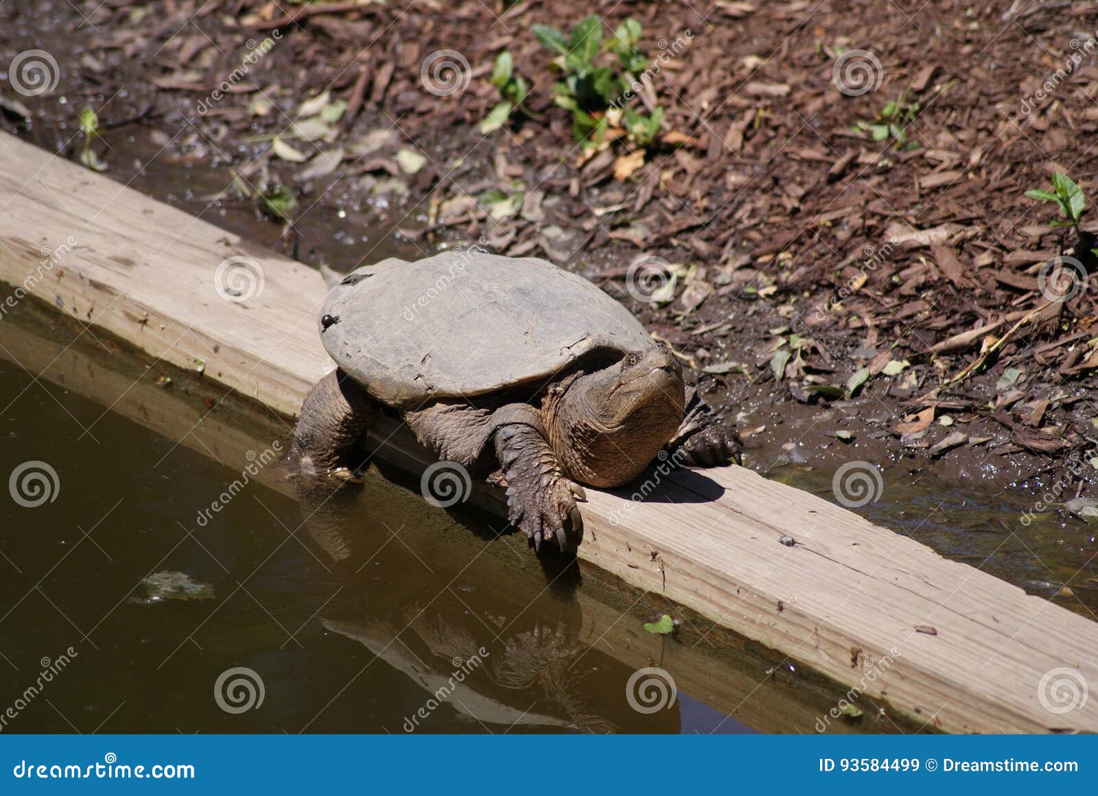 Turtle on the Edge stock image. Image of large, lakeside - 93584499