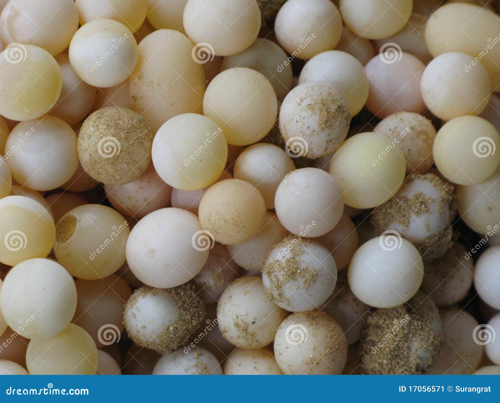 Turtle egg stock image. Image of shelled, soft, sand - 17056571