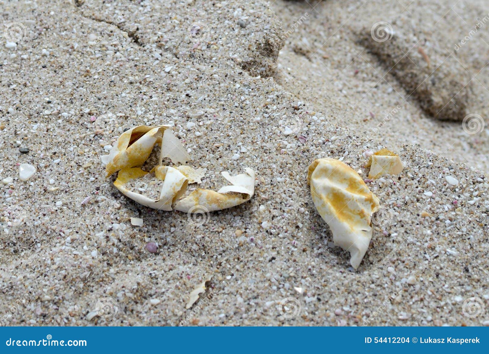 Turtle egg shell stock photo. Image of breeding, nest - 54412204