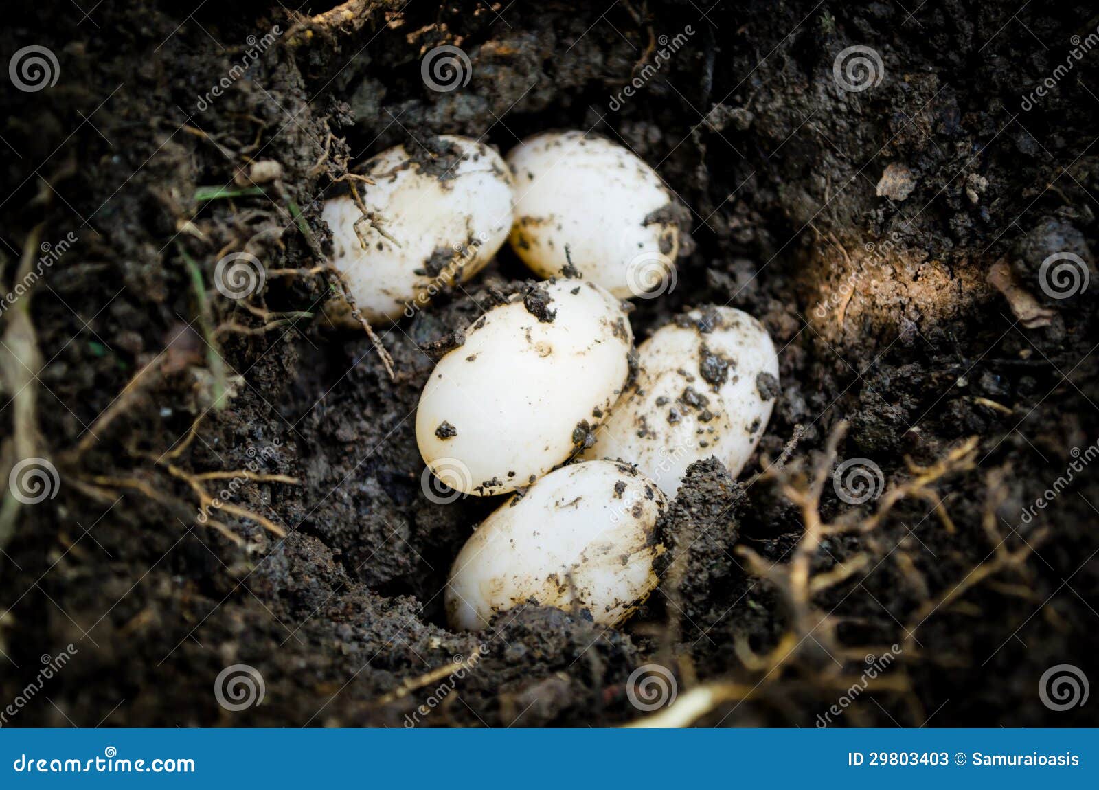 Turtle eggs1 stock image. Image of hybridize, turtle - 29803403