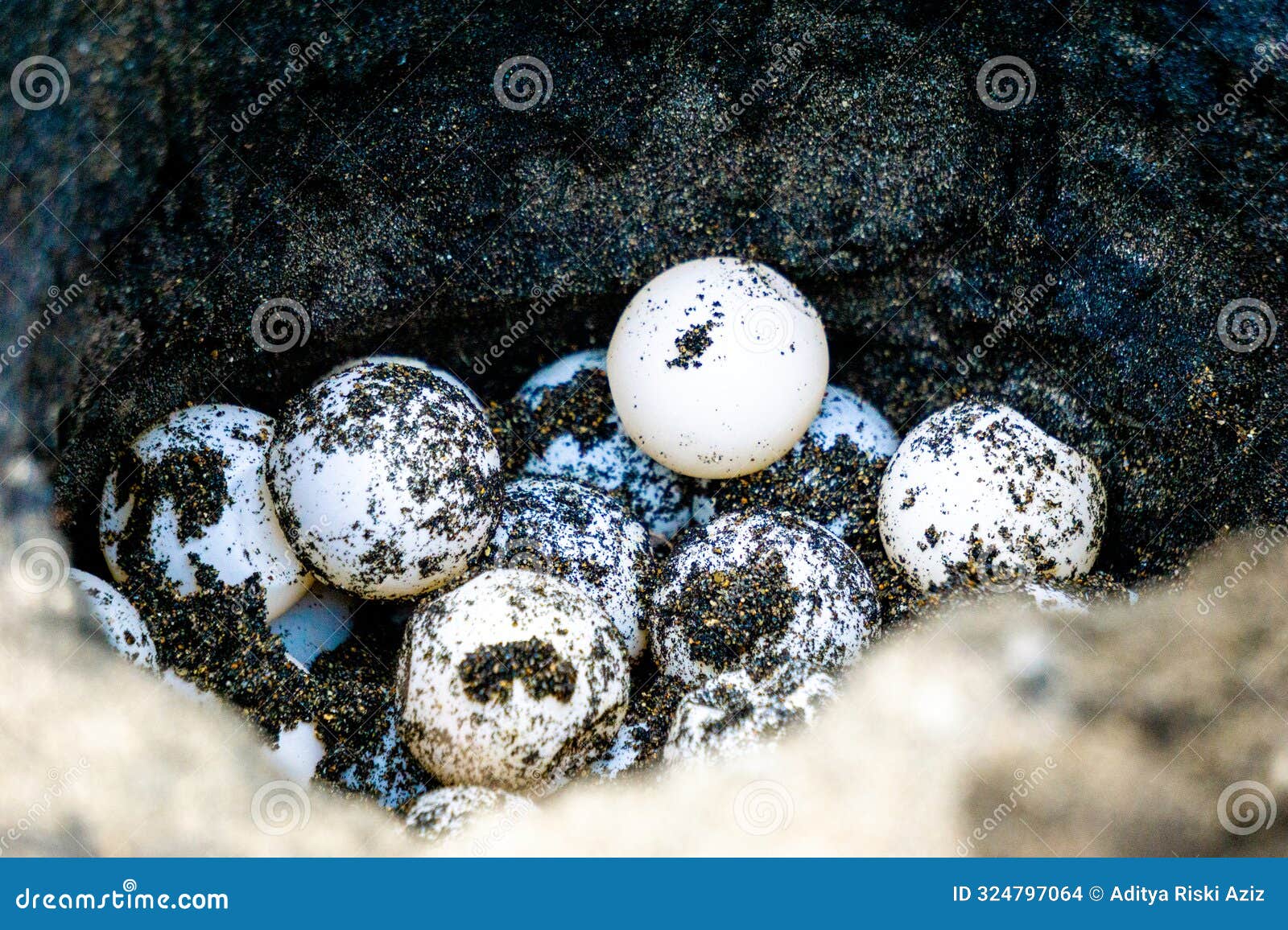 Turtle Eggs in the Nest. Turtles Usually Make Nests in the Ground Stock ...
