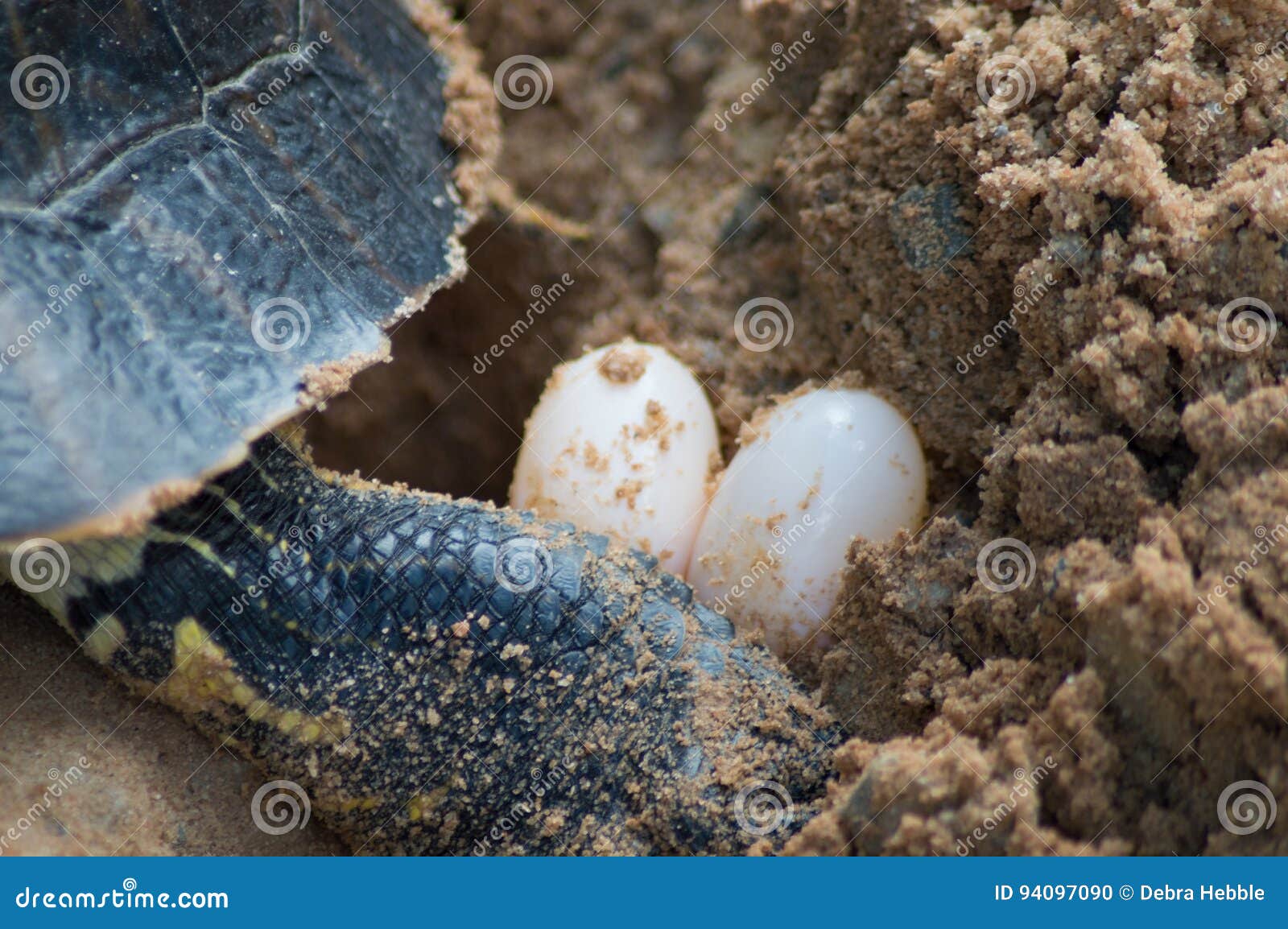 Sea Turtle Eggs In Nest At Beach. Hatching Of Endangered Specie ...