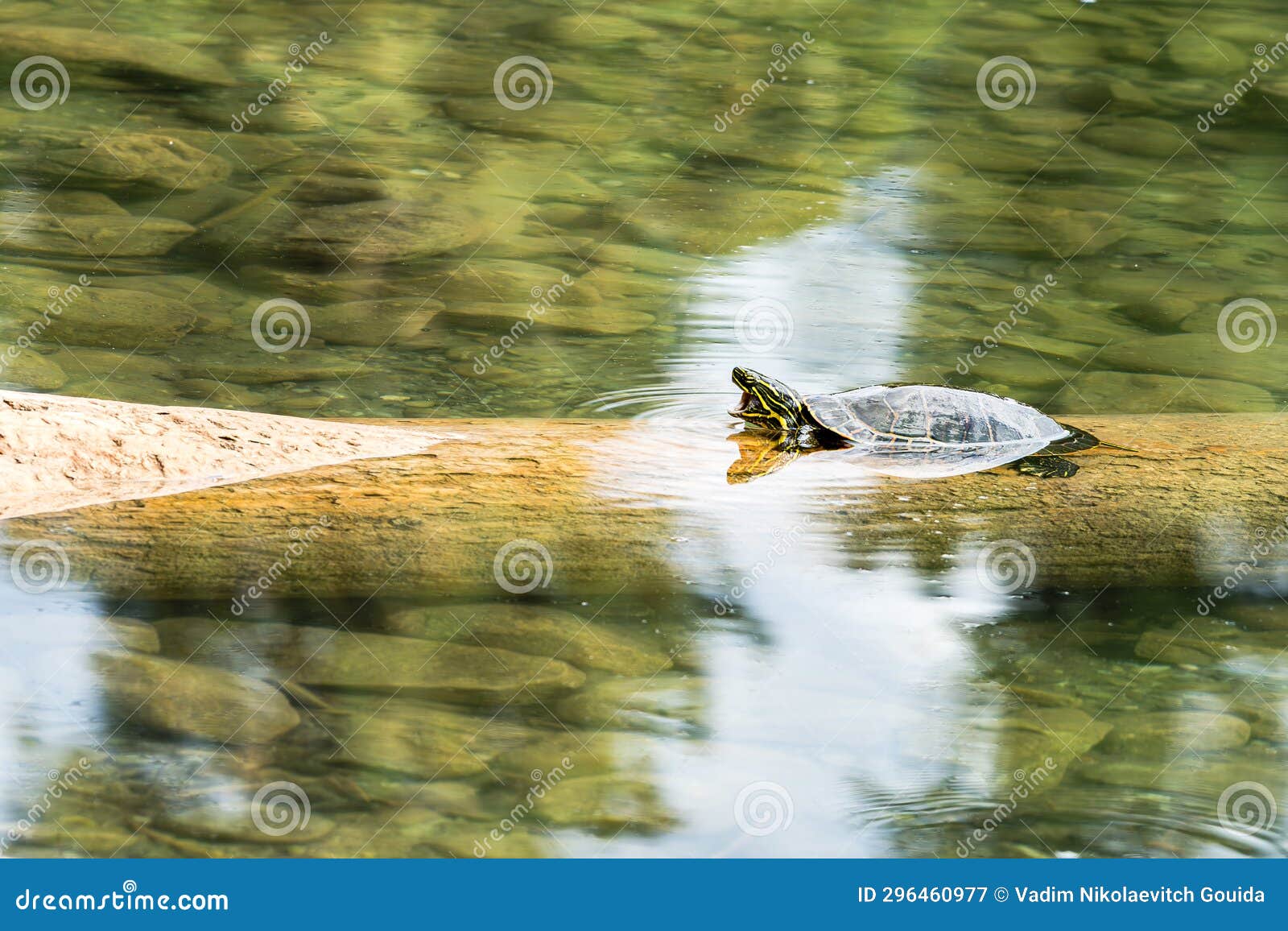 Turtle Emerging from the Lake Water on Tree Log Stock Image - Image of ...