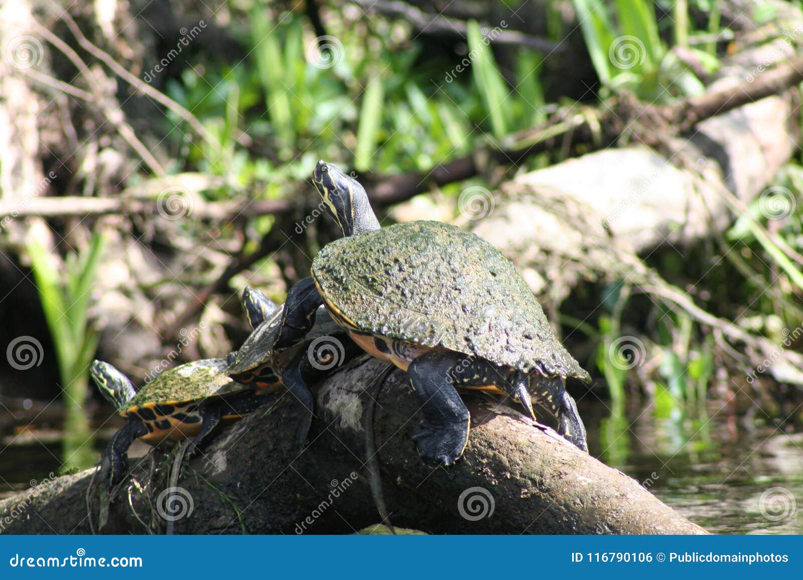 Turtle, Emydidae, Reptile, Terrestrial Animal Picture. Image: 116790106