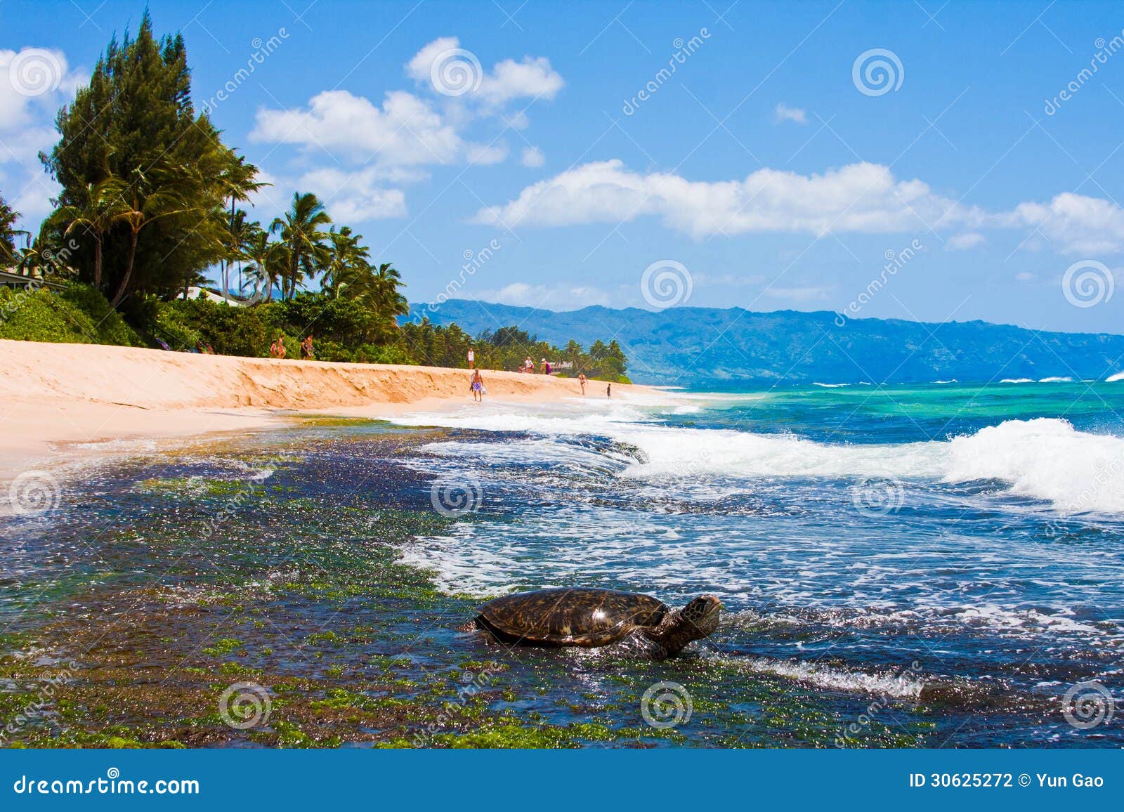Turtle Enjoying the Sunshine in the Beach in Oahu,Hawaii Stock Photo ...