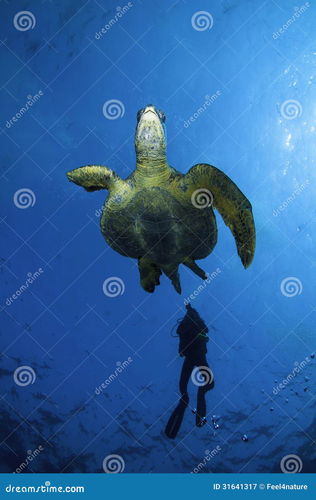 Turtle Escapes from a Scuba Diver Stock Image - Image of dive, dahab ...