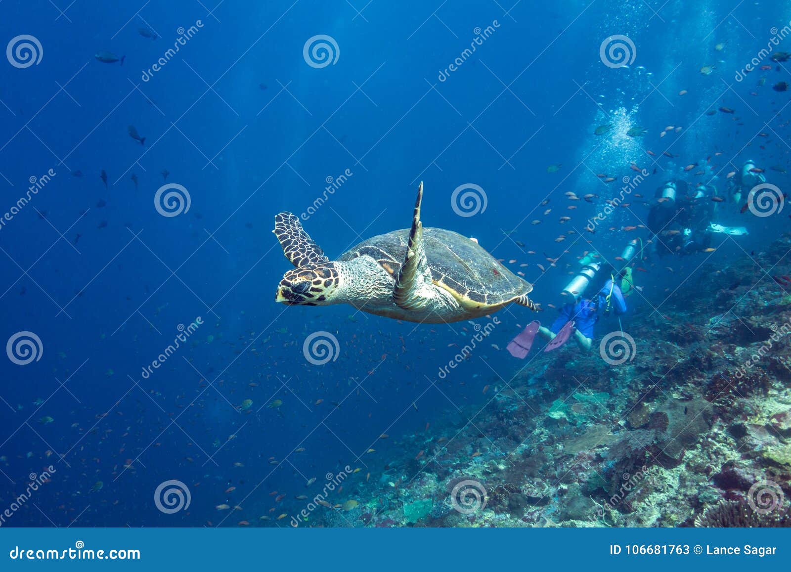 Turtle Escape stock image. Image of scuba, freediving - 106681763