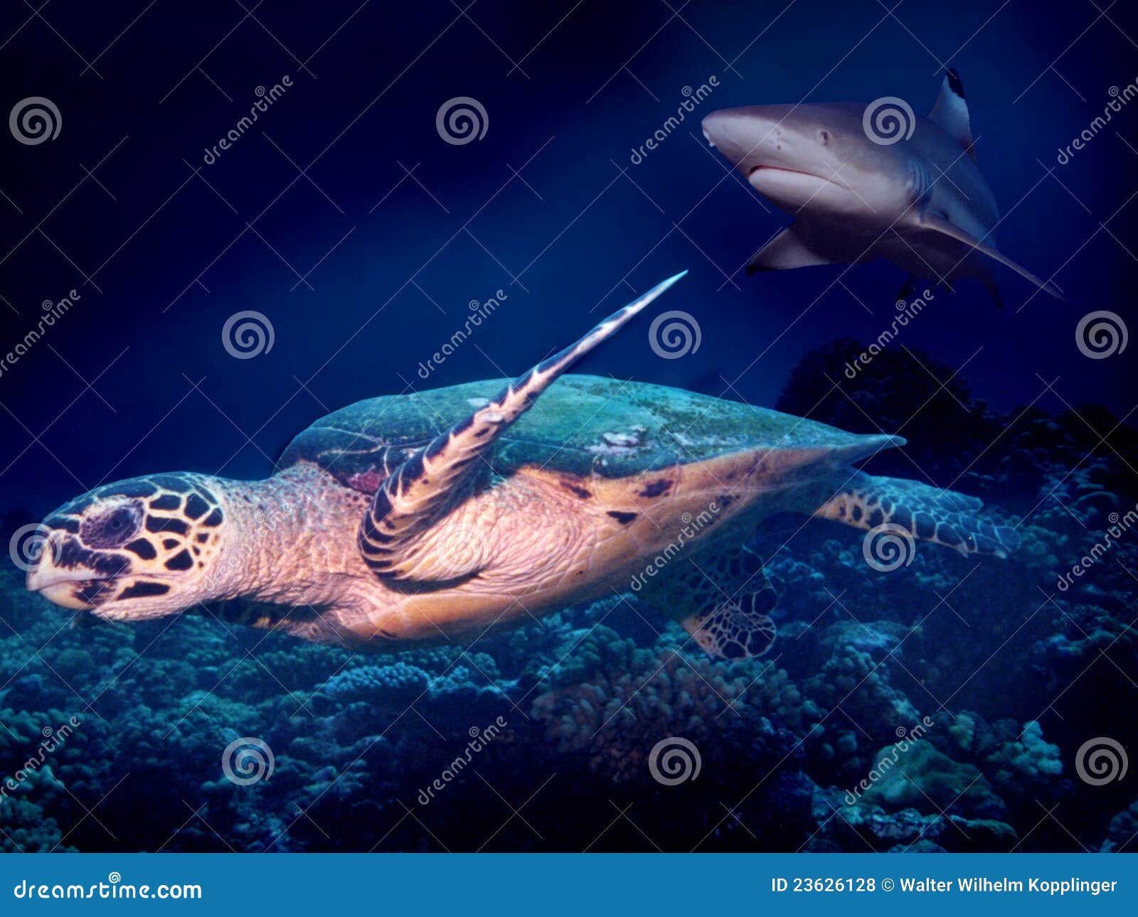 Turtle escaping Shark stock photo. Image of scuba, turtle - 23626128
