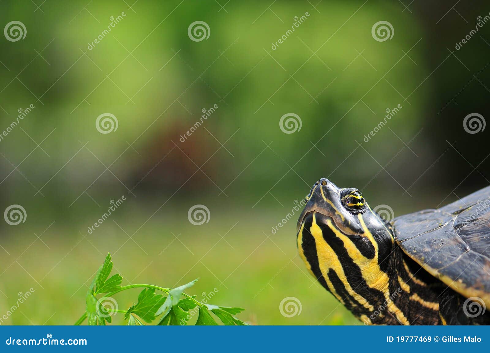 Turtle Eye stock image. Image of outdoors, grass, creature - 19777469