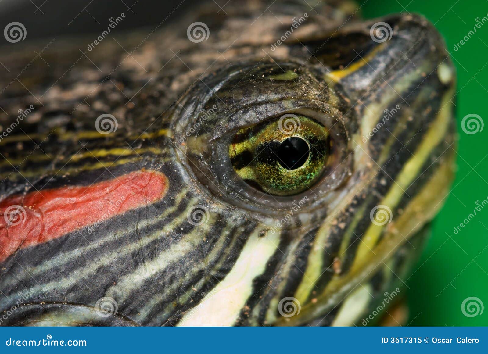 The turtle eye stock image. Image of macro, tortoise, animals - 3617315