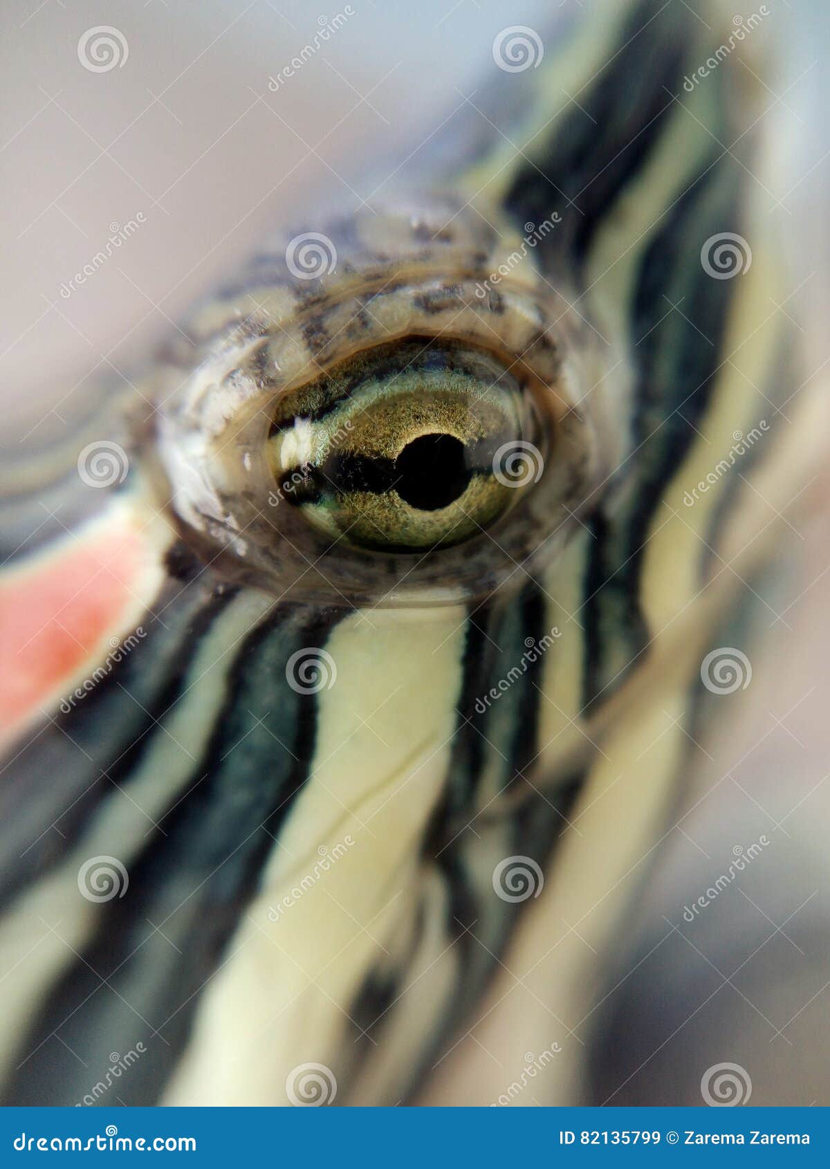 Turtle eye stock image. Image of turtle, closeup, macro - 82135799