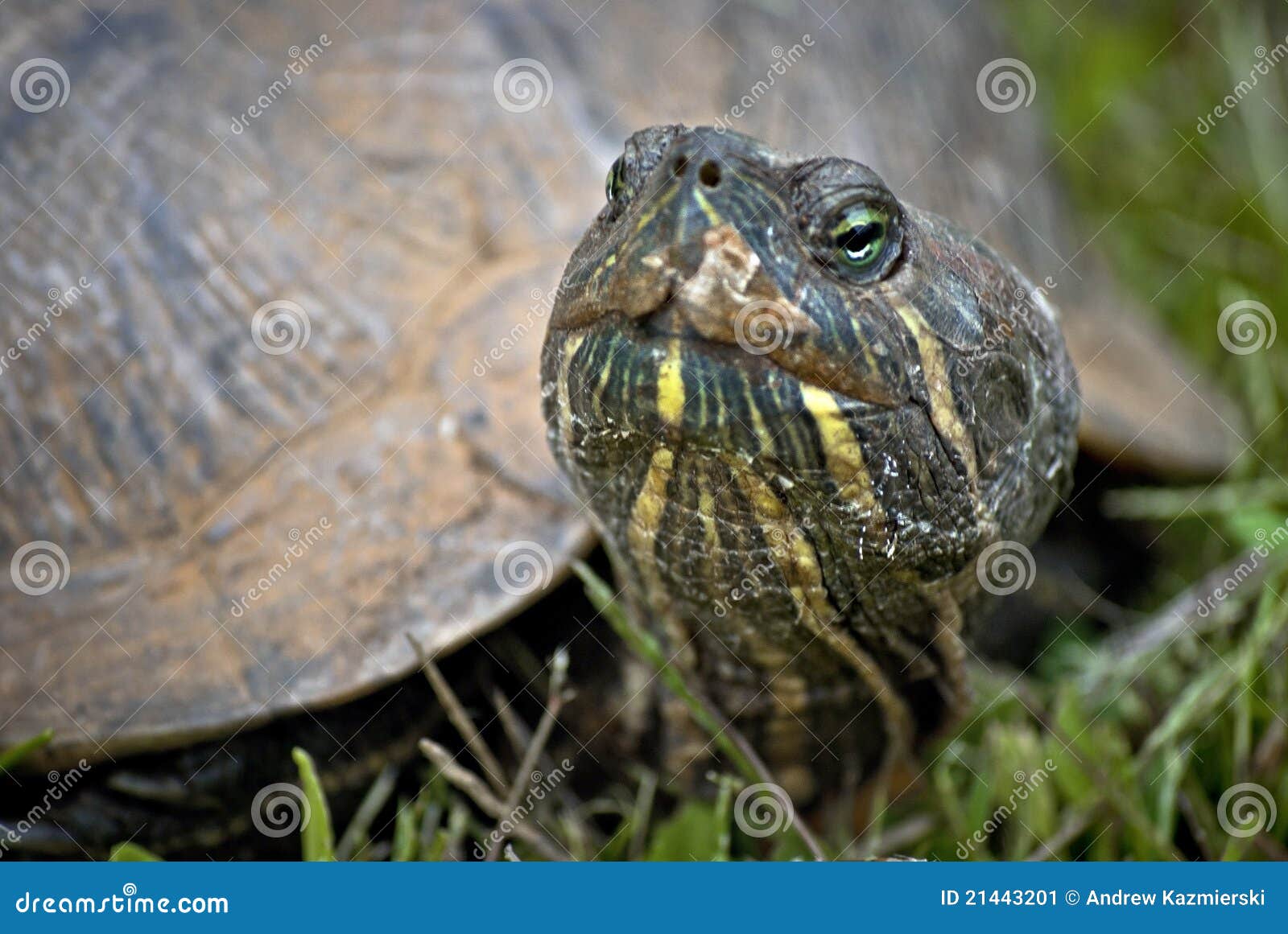 Turtle Face Royalty-Free Stock Photography | CartoonDealer.com #21443201