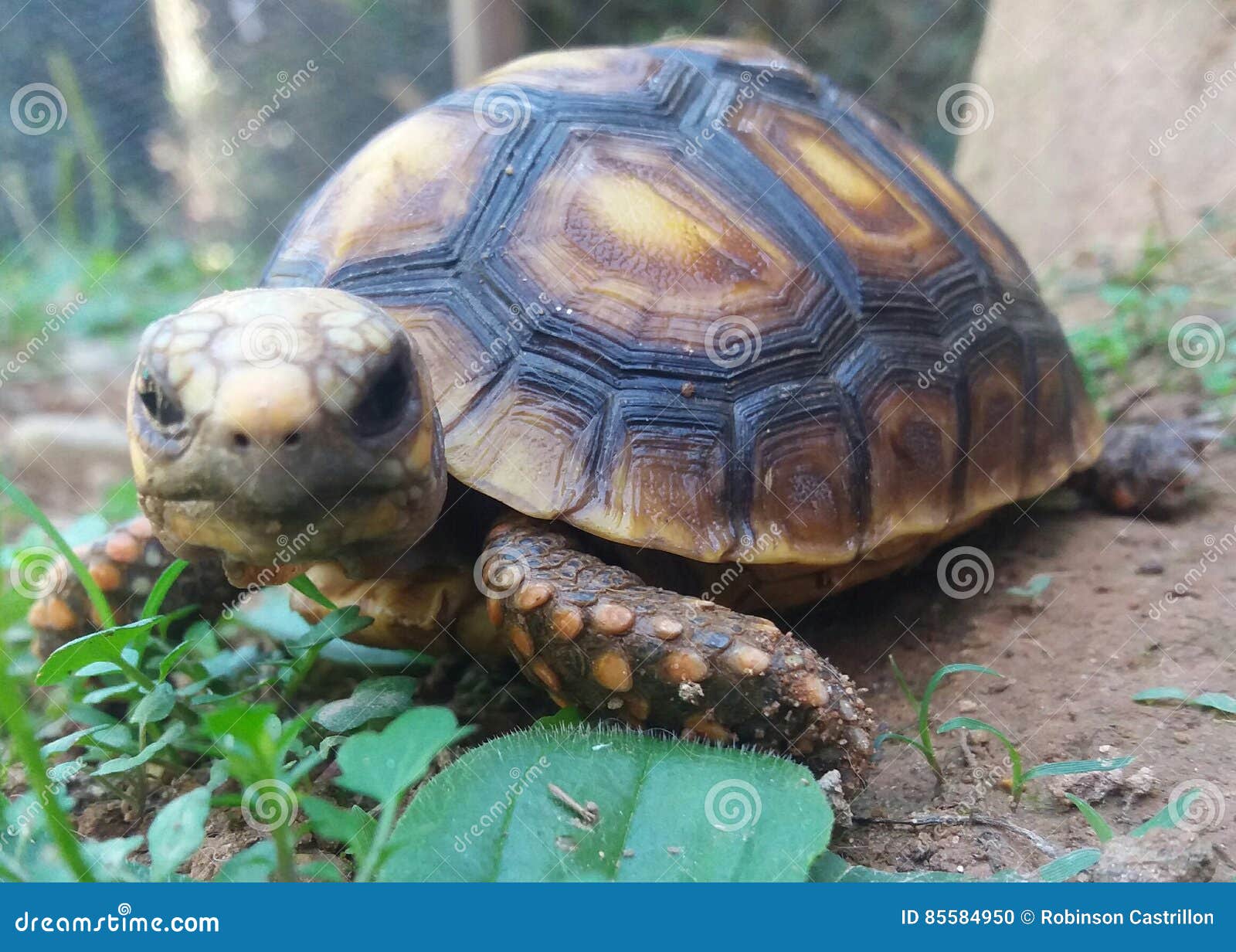 Turtle face stock photo. Image of turtle, face, full - 85584950