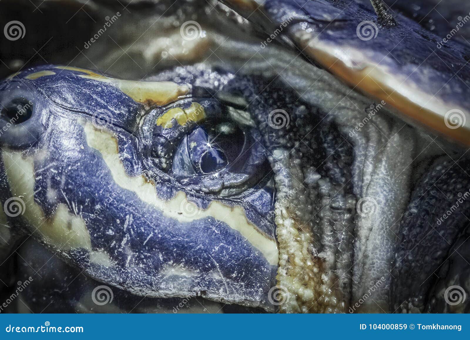 Turtle Face with Eye Side Close Up Image Stock Image - Image of ...