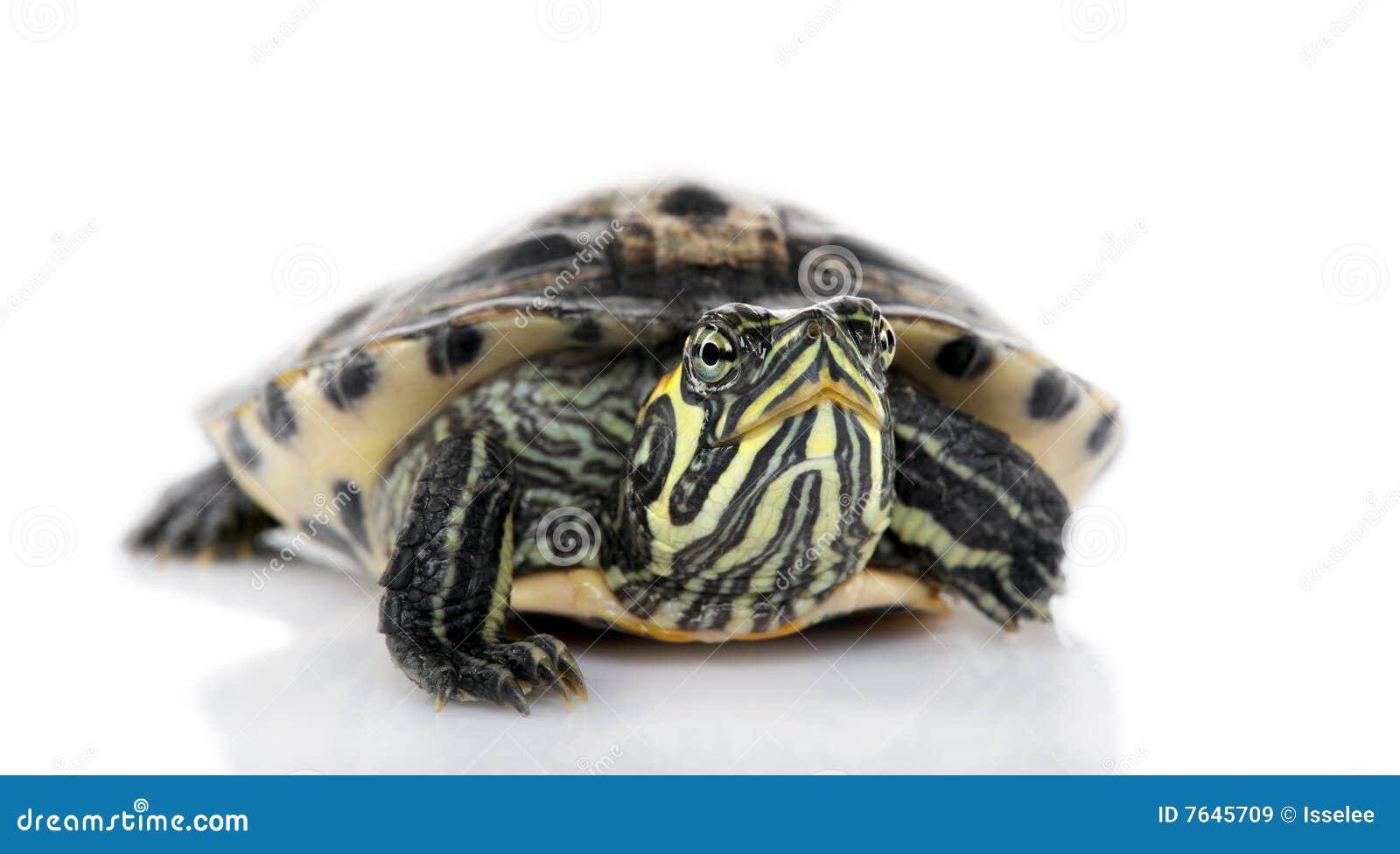 Turtle Facing the Camera - Acanthochelys Stock Image - Image of concept ...