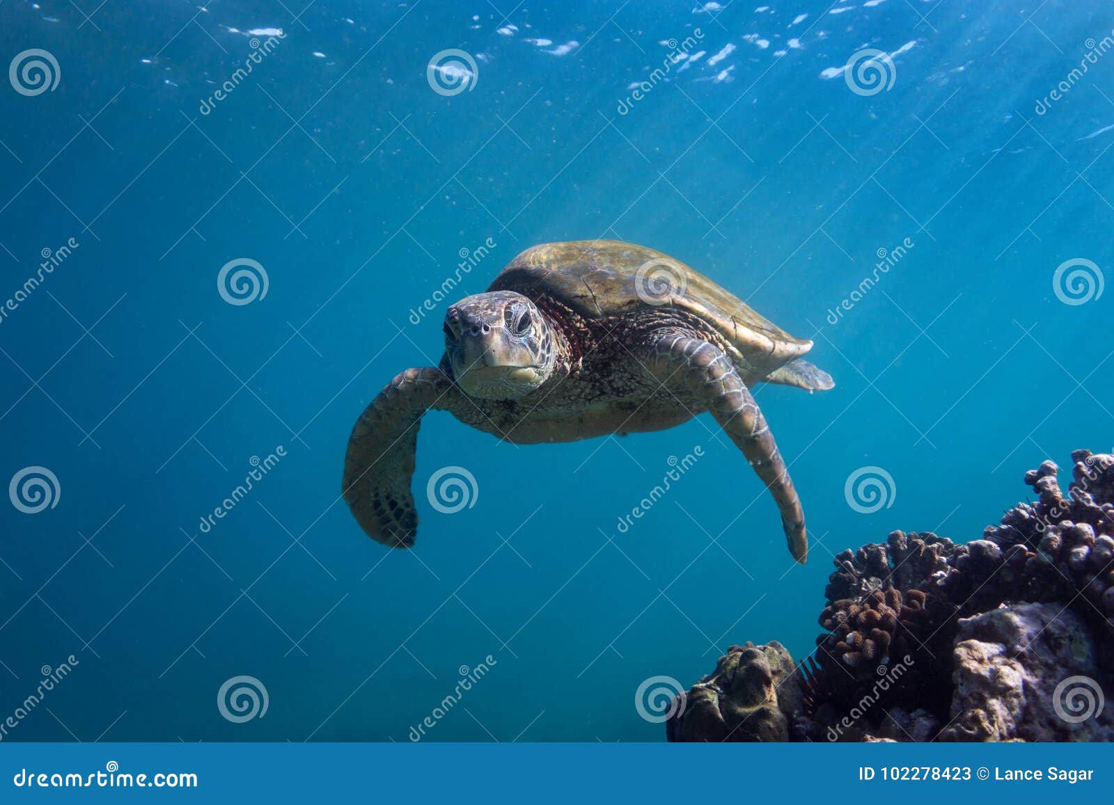 Turtle Facing stock image. Image of herbivore, nature - 102278423