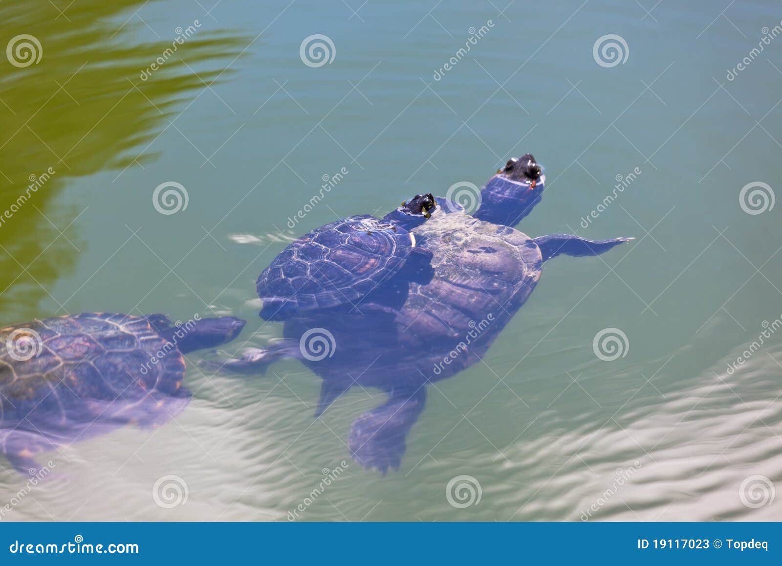 Turtle Family Sunbathing, In A Beautiful Pond Stock Image ...