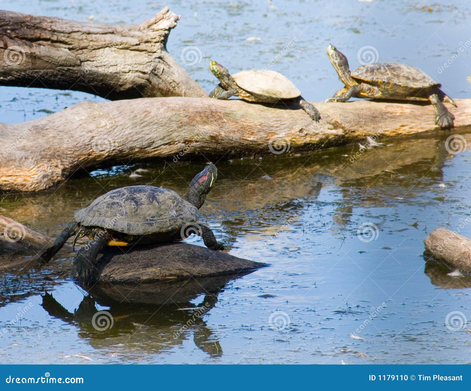 Turtle family 2 stock photo. Image of water, shell, float - 1179110
