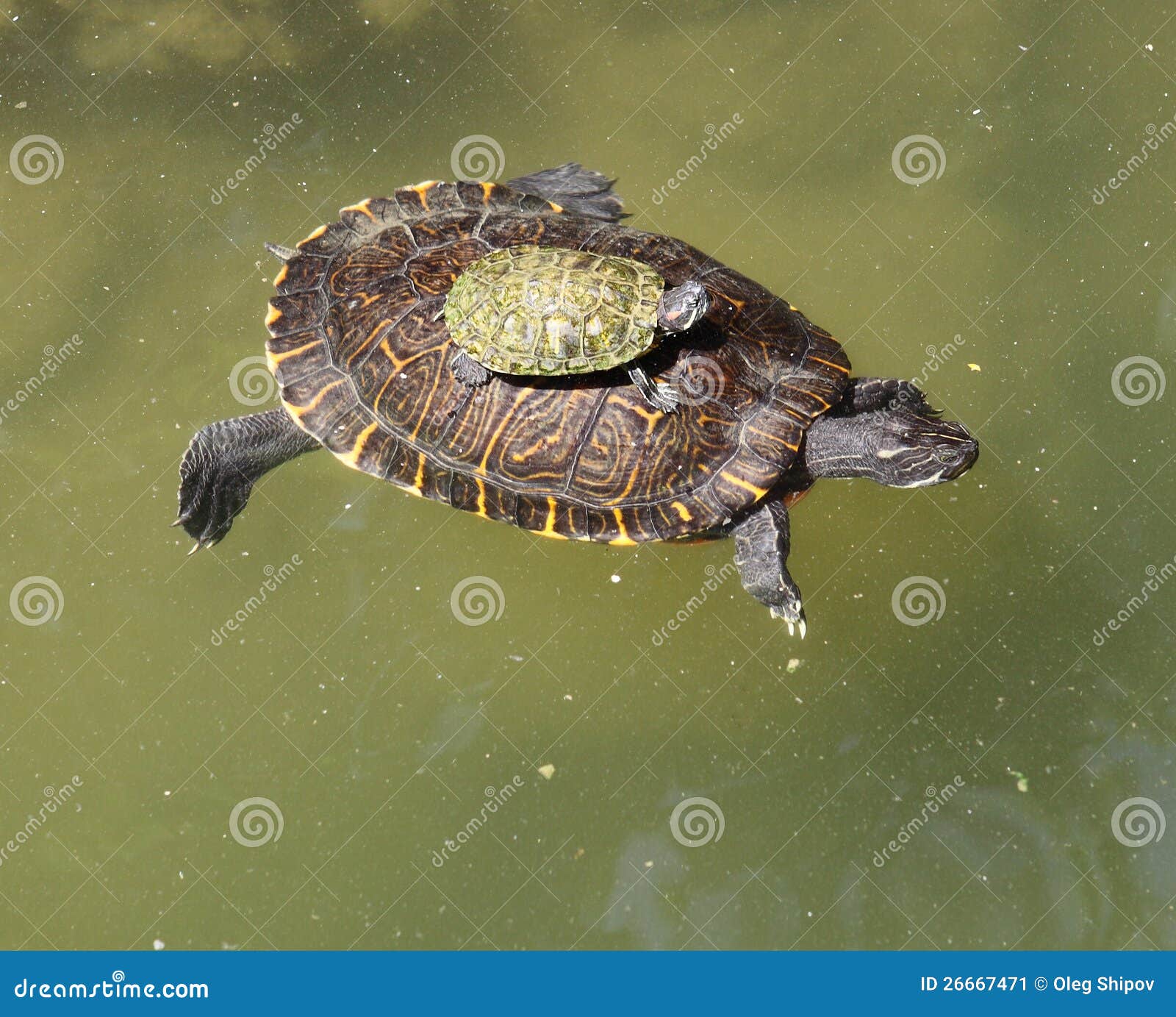 Turtle family stock image. Image of young, reptile, color - 26667471