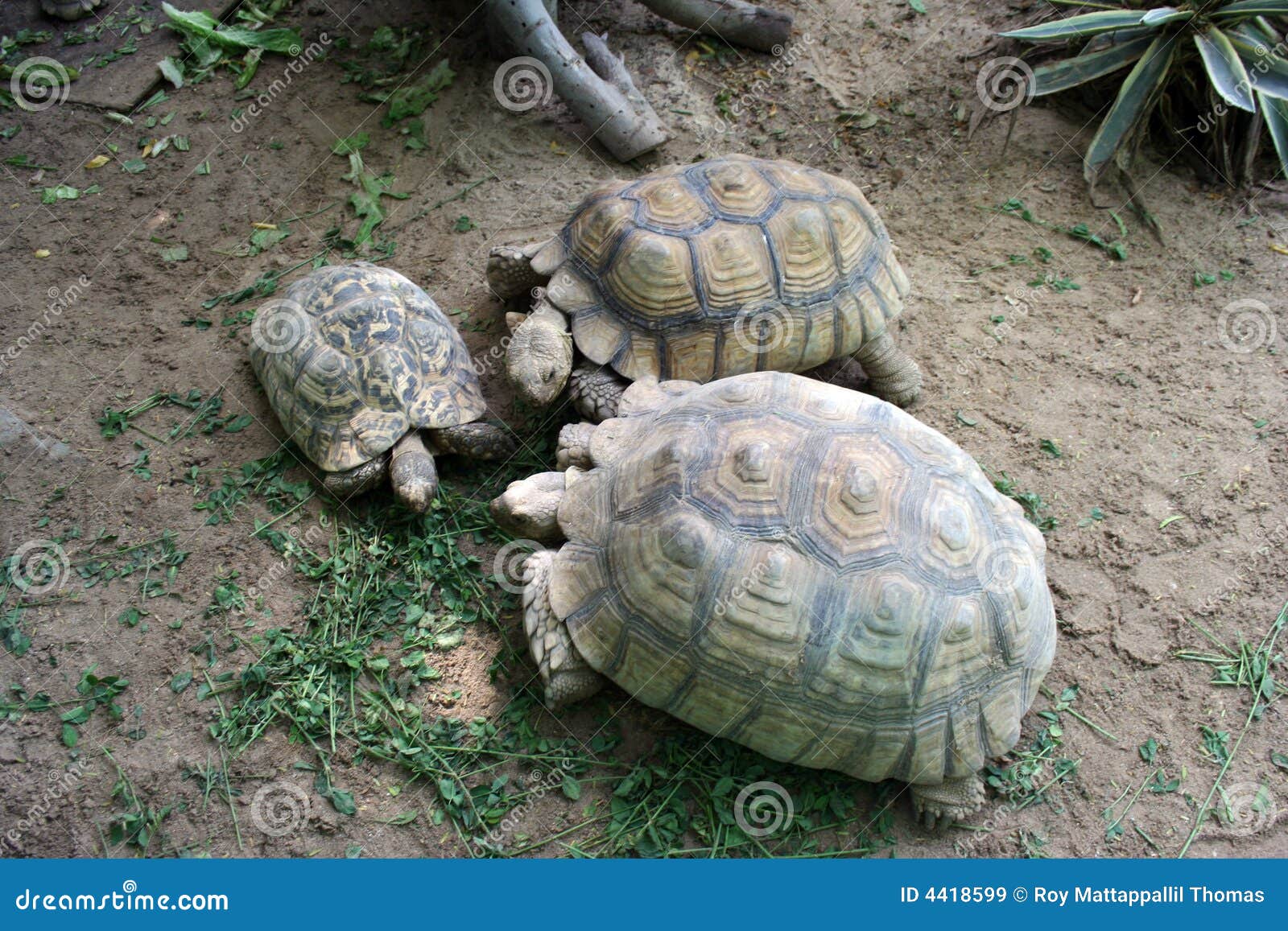 Turtle family stock image. Image of turtle, kids, protection - 4418599