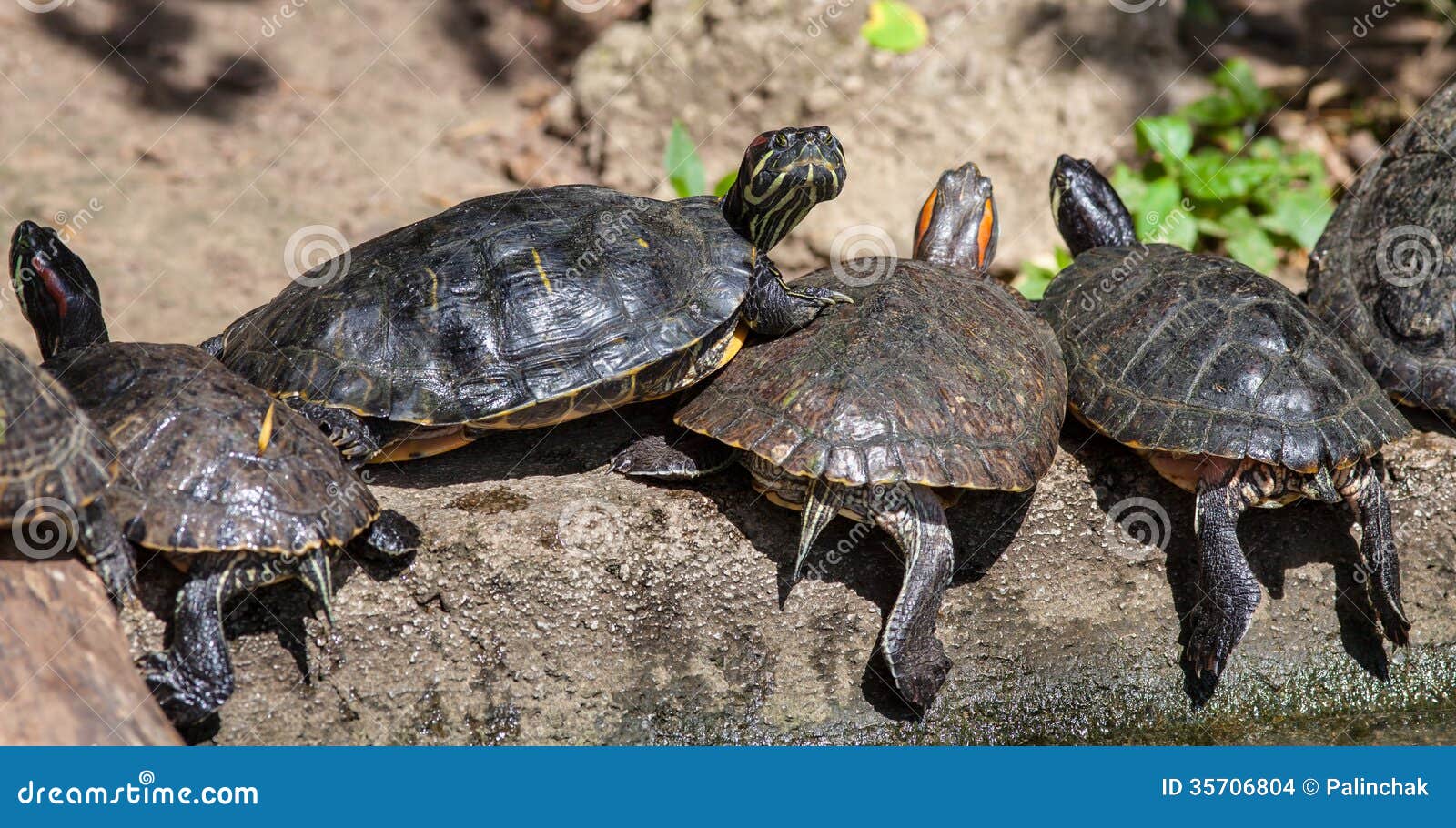 Turtle family stock photo. Image of crawl, cute, black - 35706804