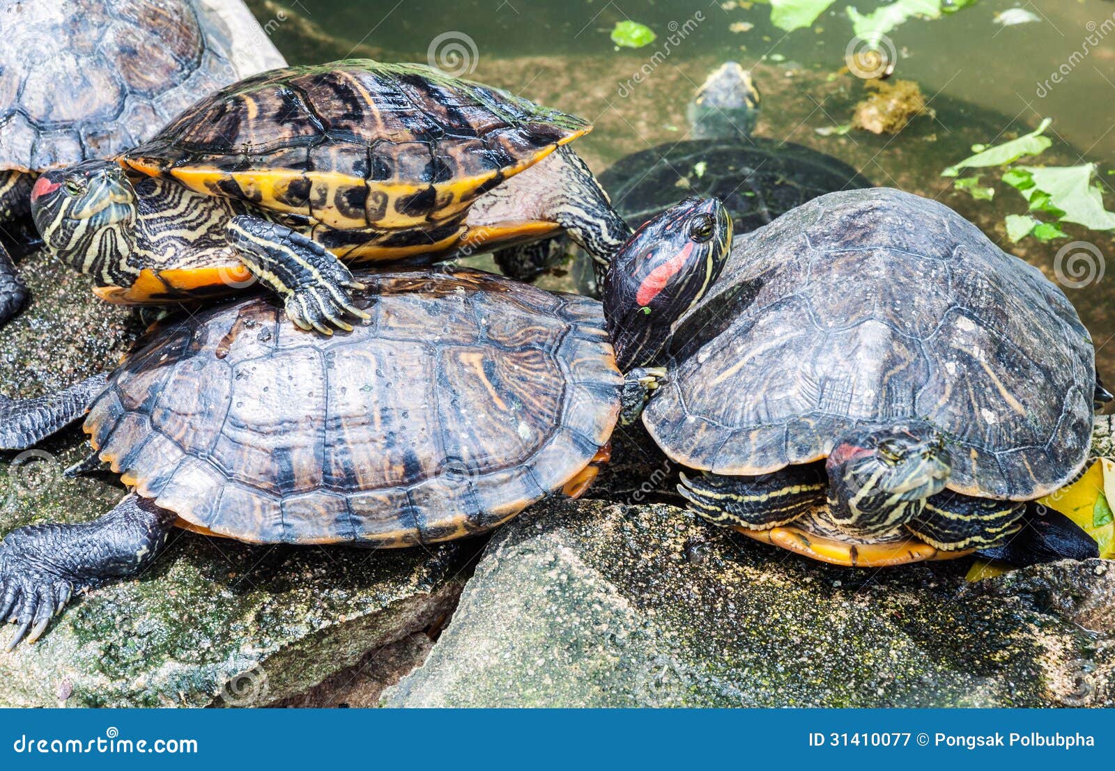 Turtle family stock image. Image of orange, rock, crawl - 31410077