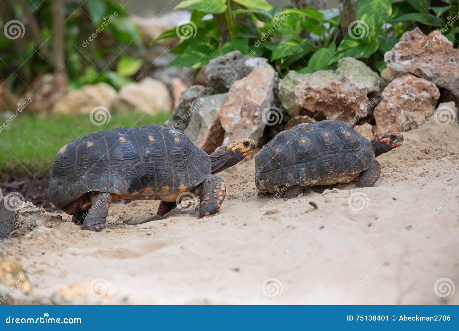 Turtle family race stock image. Image of road, animal - 75138401