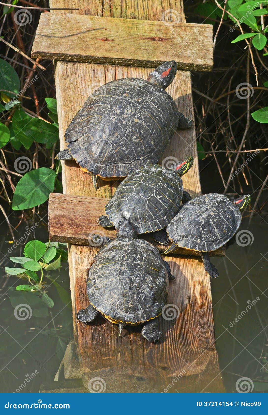 Turtle family stock photo. Image of reptile, river, ethology - 37214154