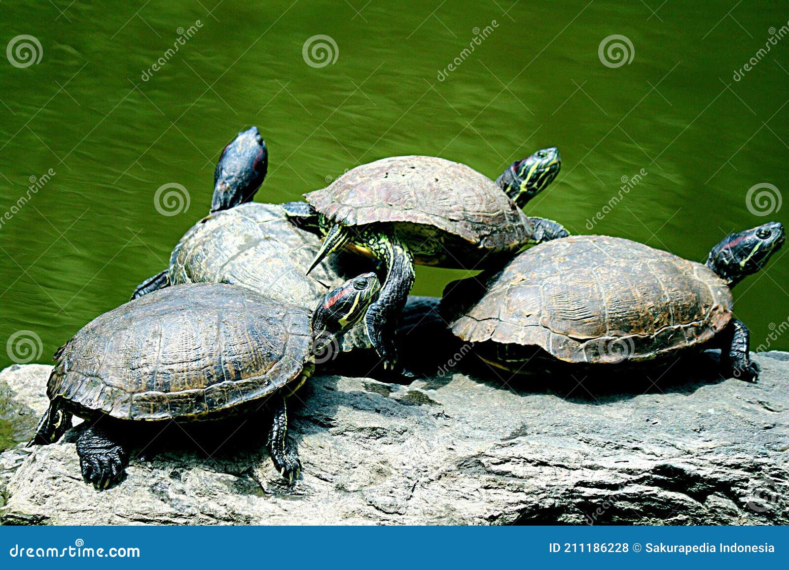 Turtle Family Sunbathing, In A Beautiful Pond Stock Image ...