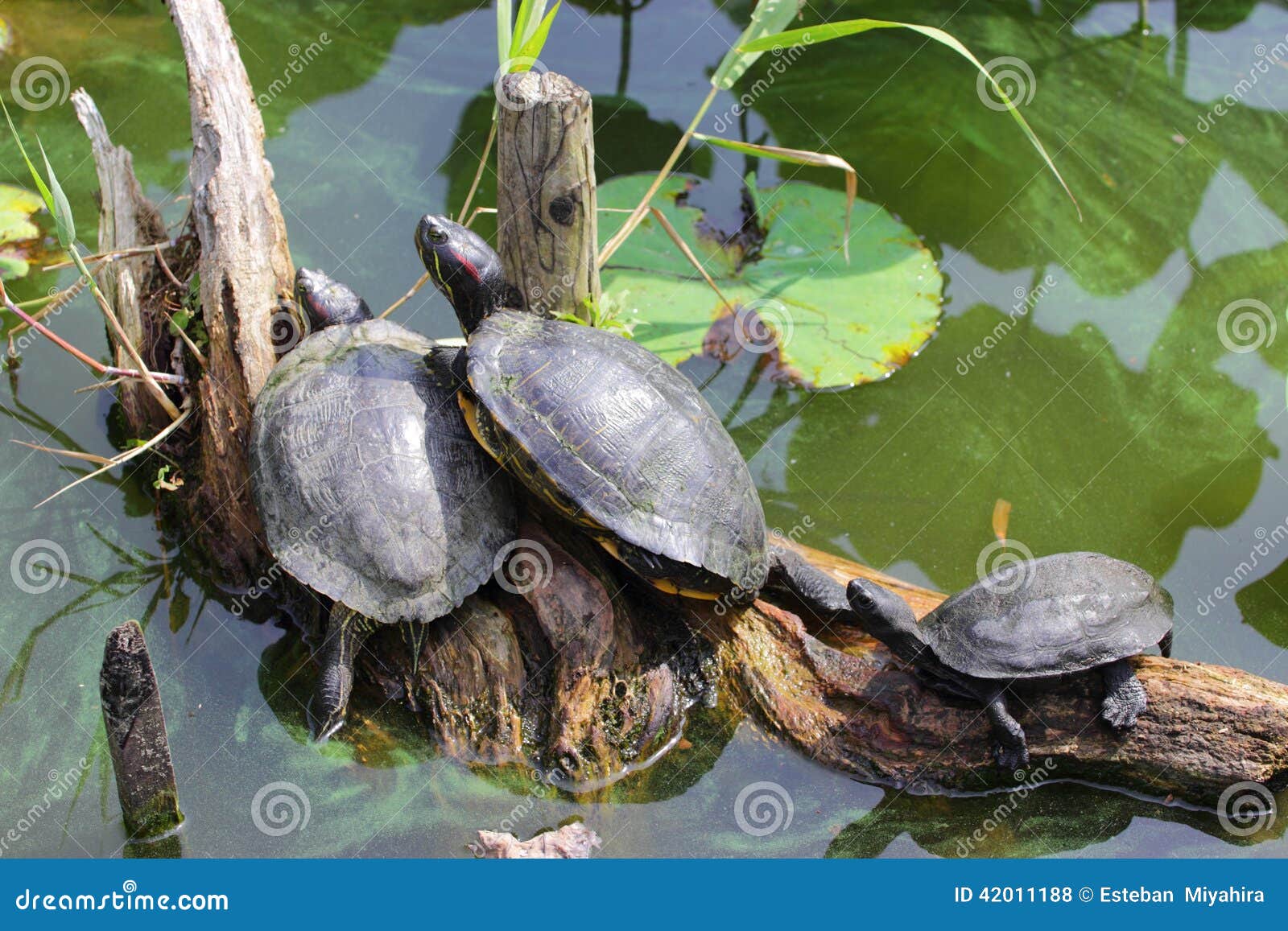 Turtle family stock photo. Image of amphibian, wild, water - 42011188