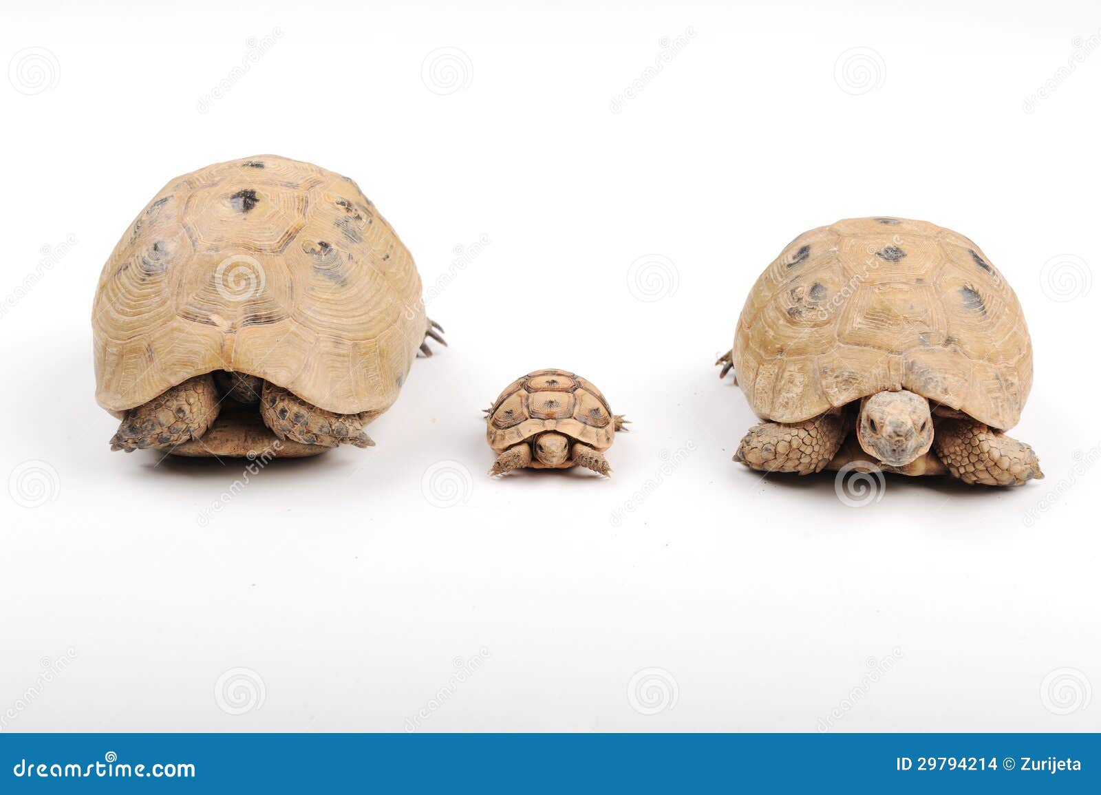 Turtle Family Sunbathing, In A Beautiful Pond Stock Image ...