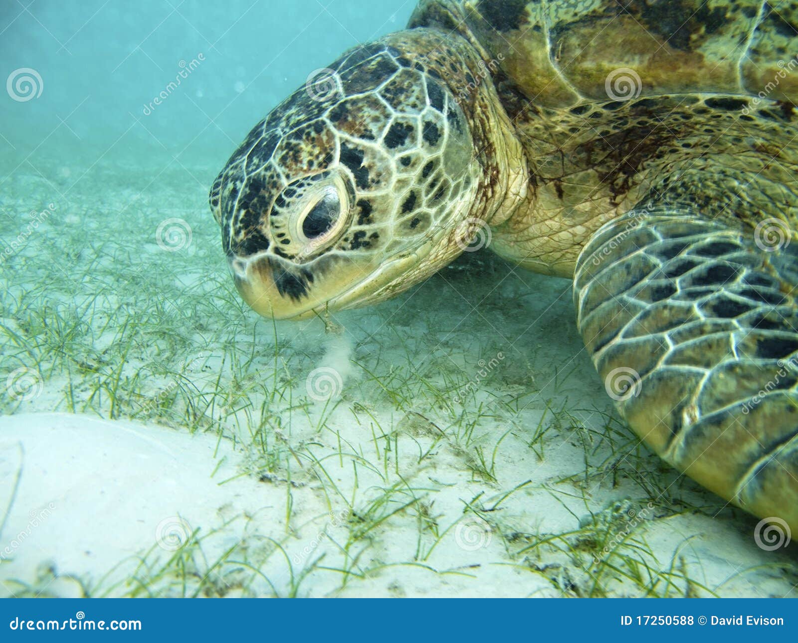 Turtle feeding. stock photo. Image of eating, nature - 17250588