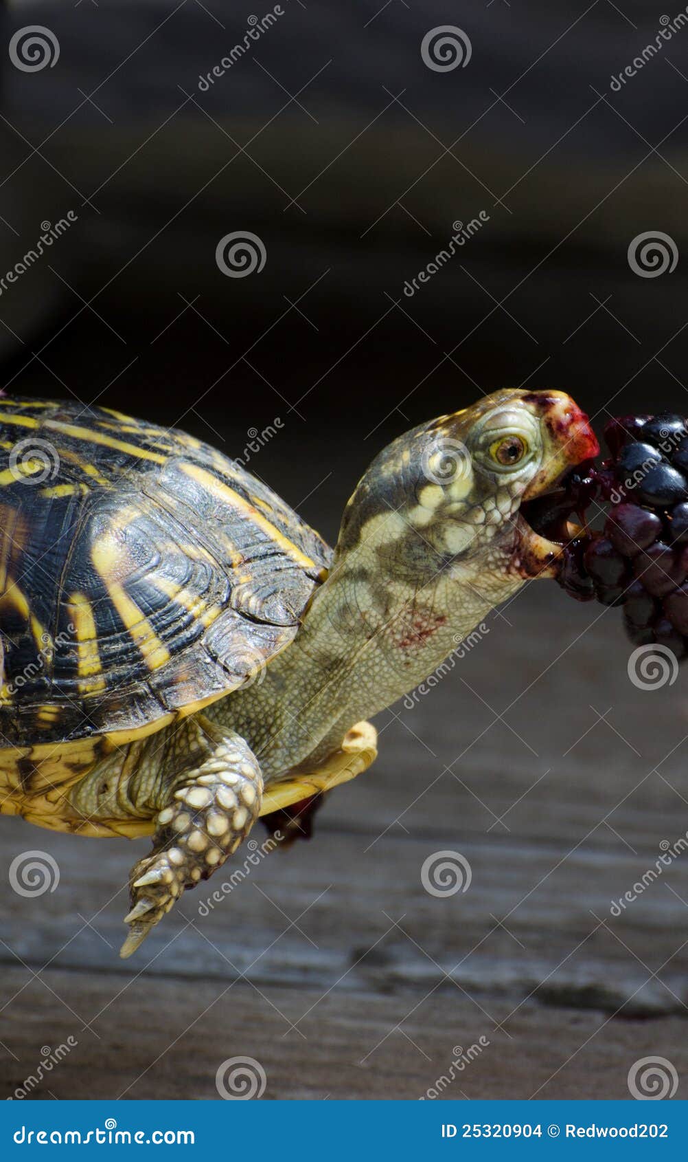 Turtle Feeding stock photo. Image of wildlife, face, primal - 25320904