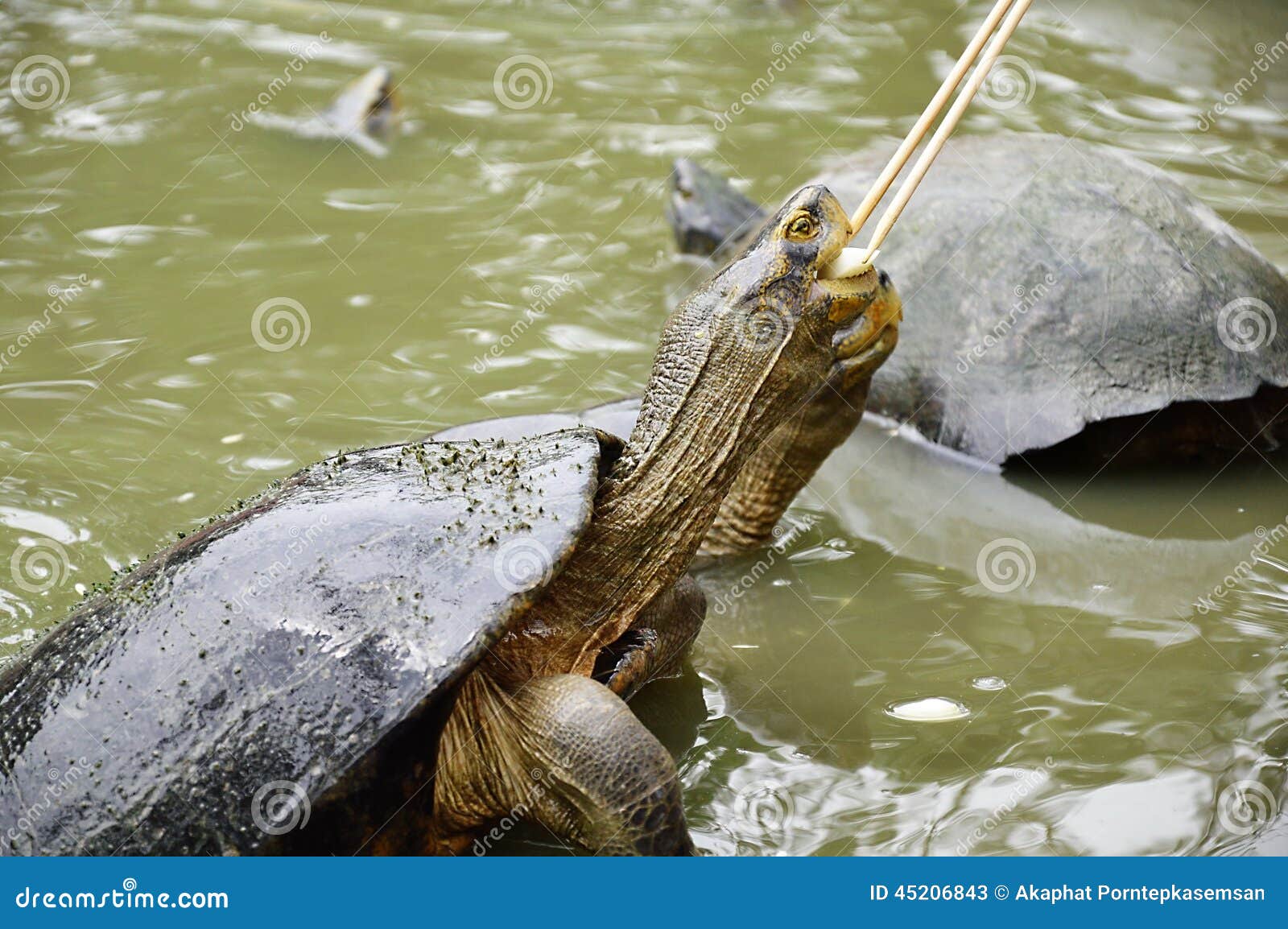 Turtle feeding cucumber stock image. Image of water, moss - 45206843