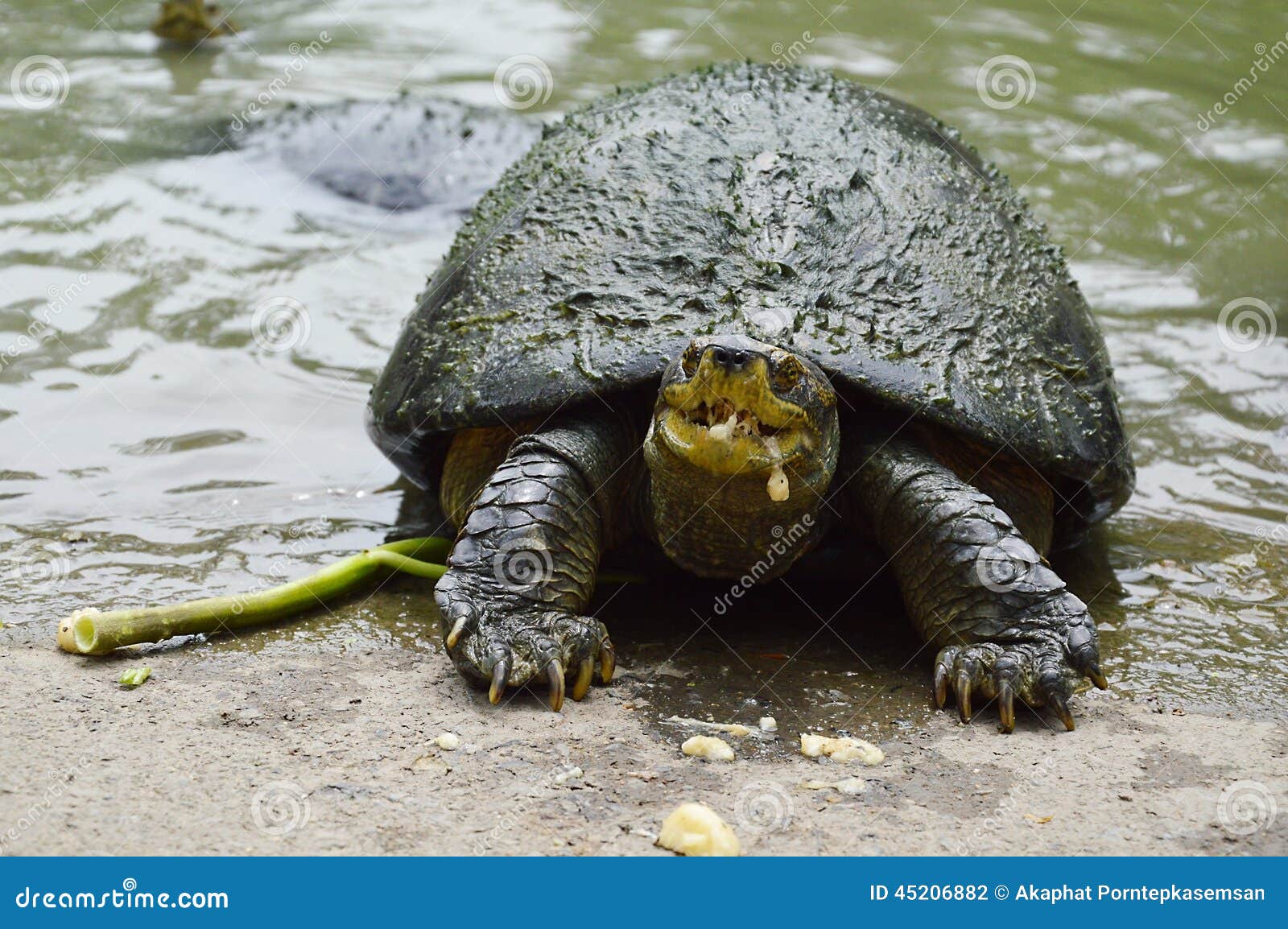 Turtle feeding stock photo. Image of amphibian, pool - 45206882