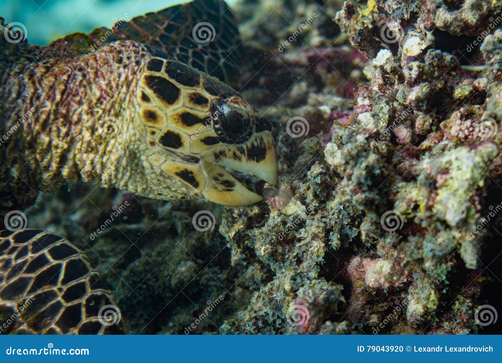 Turtle Feeds on the Coral Reef at Maldives Stock Photo - Image of reef ...