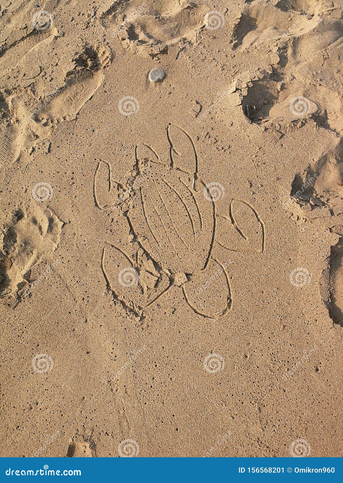 Turtle Figure Drawn in Sand Stock Image - Image of turtle, sand: 156568201