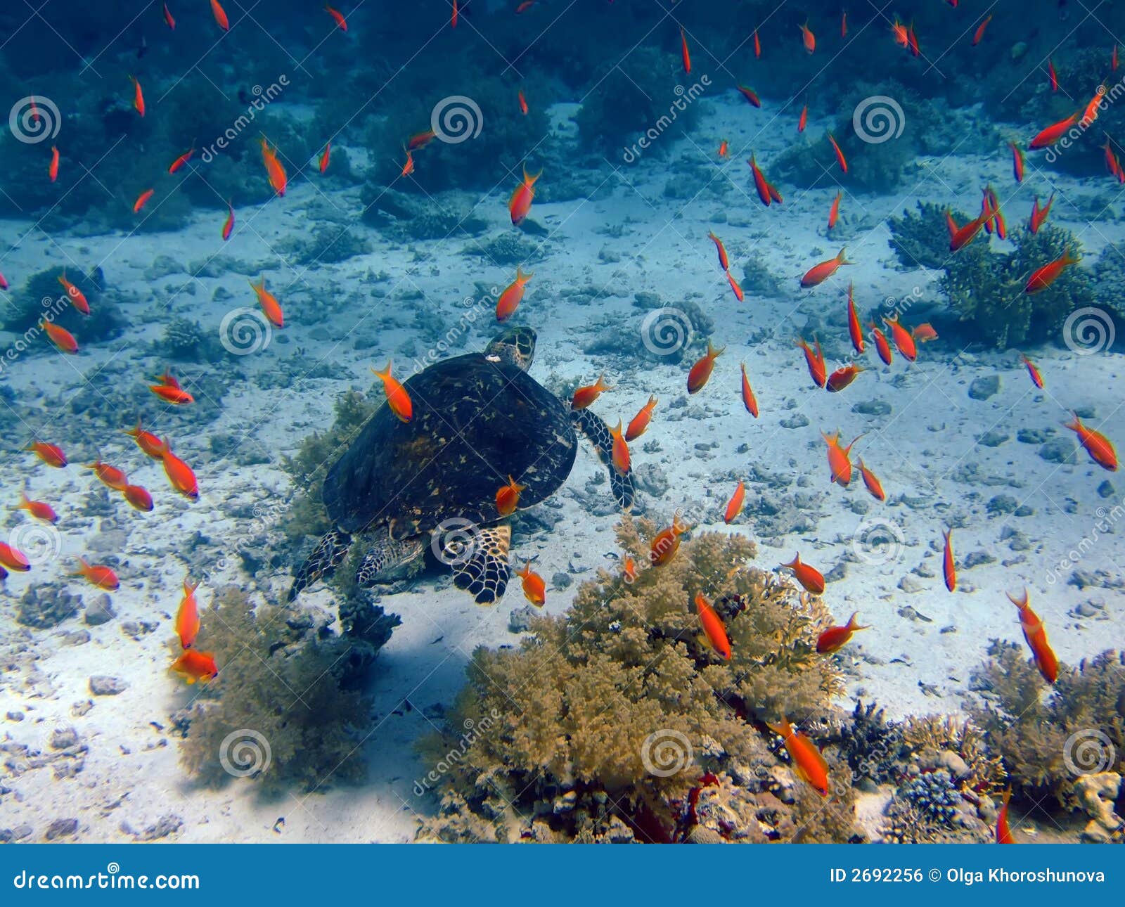 Turtle and fish stock photo. Image of coral, anthias, exotic - 2692256