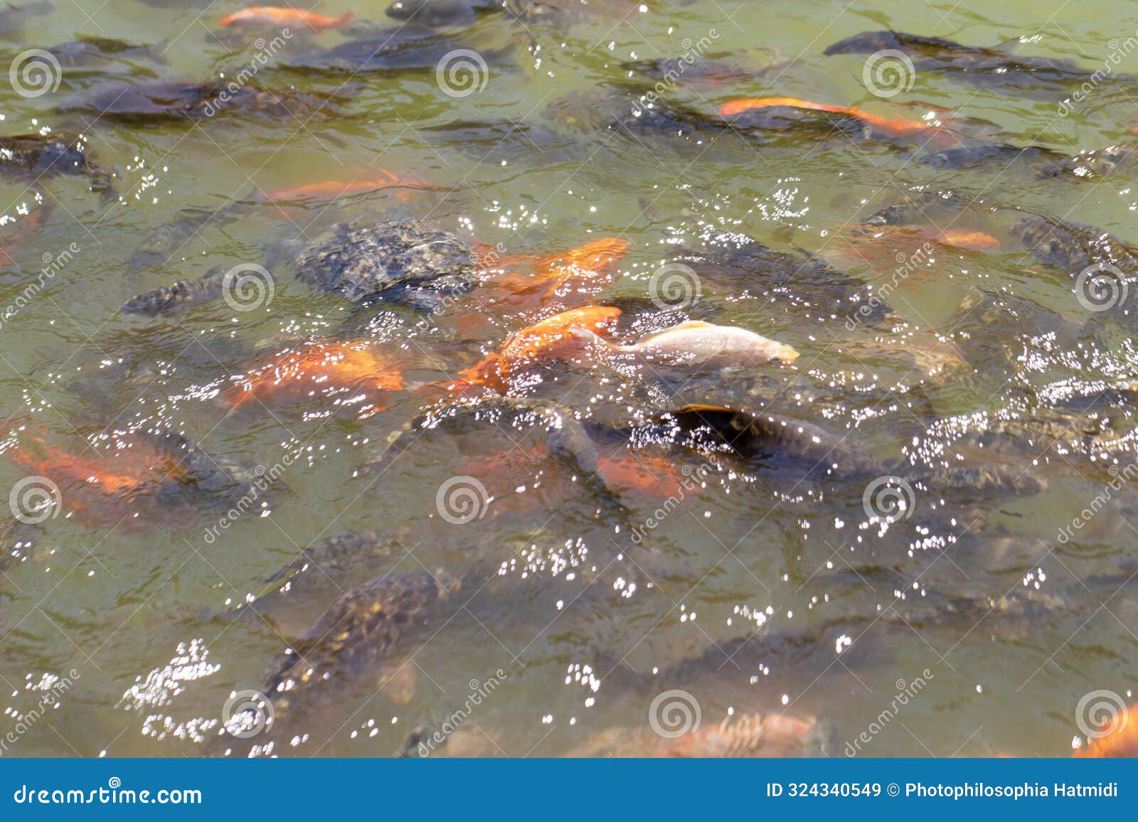 Turtle and Fish Swimming Together in a Lake. Stock Image - Image of ...