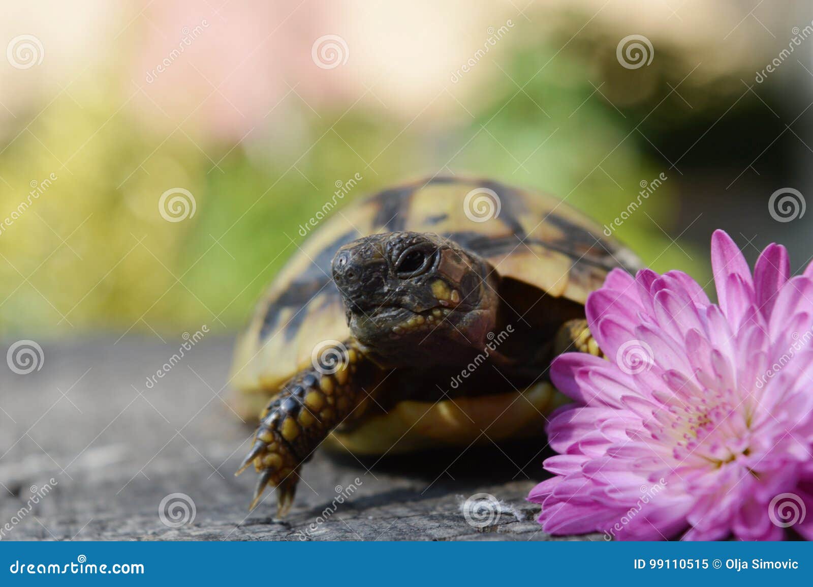Turtle and flower stock image. Image of plant, animal - 99110515