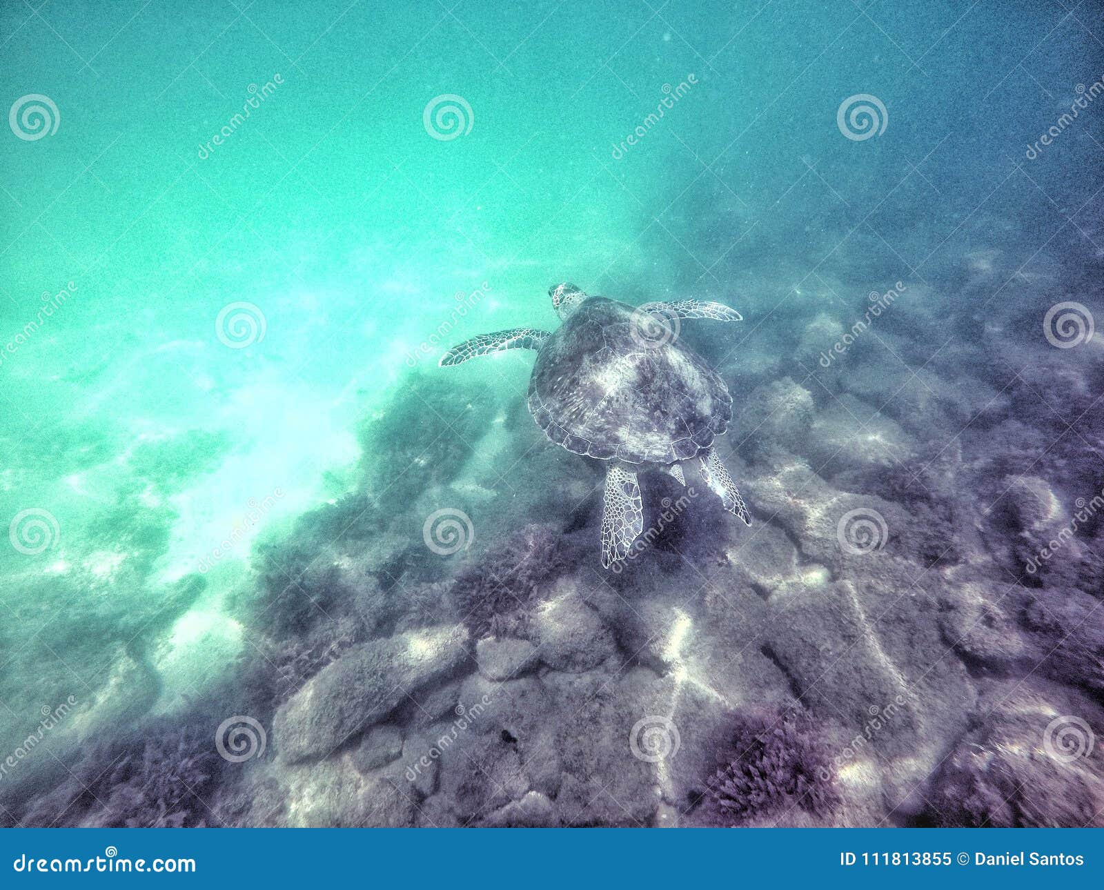Turtle fly stock image. Image of diver, turtle, reis - 111813855