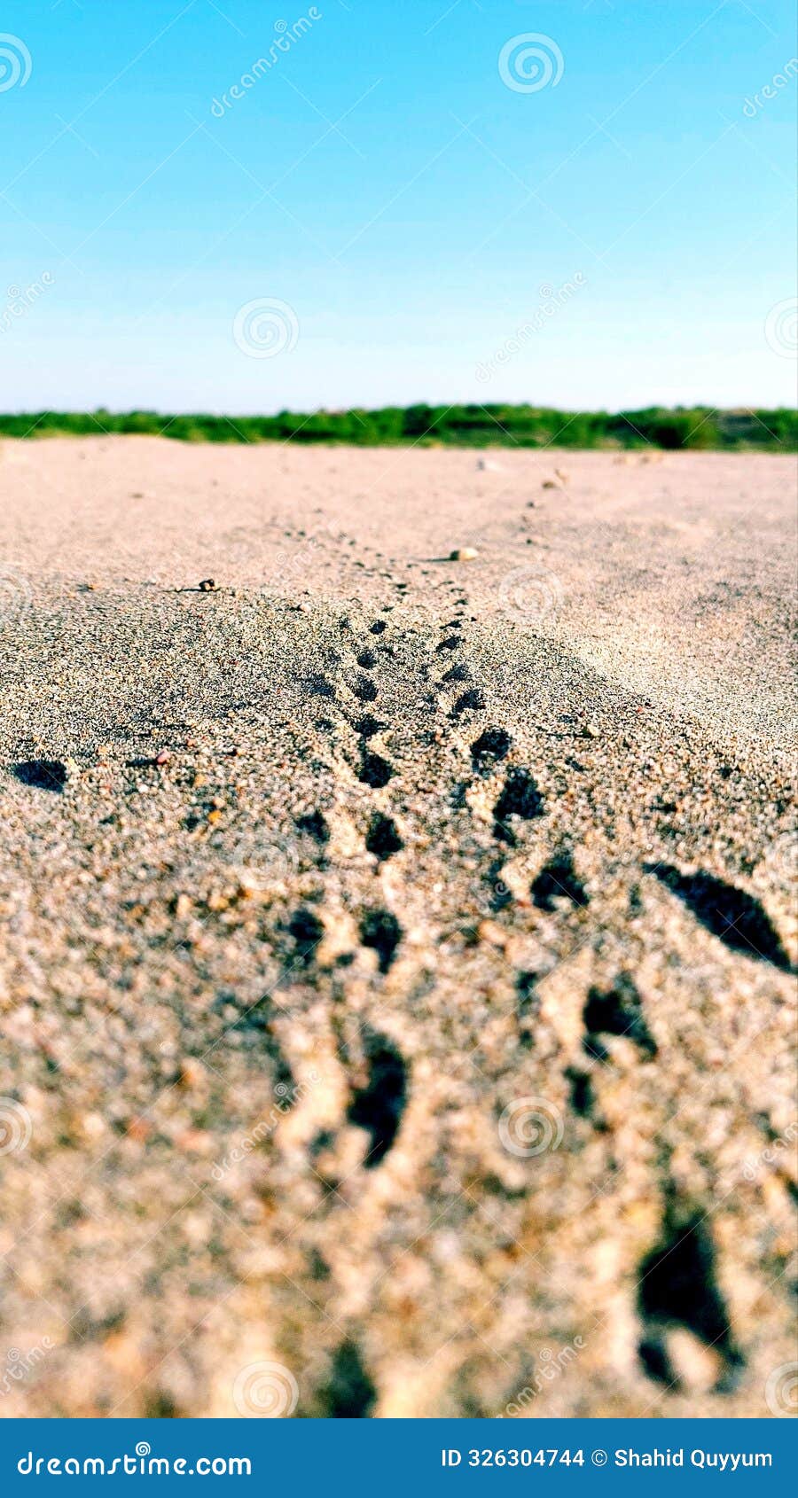 Turtle Footprints on the Desert Sand Stock Photo - Image of desert ...