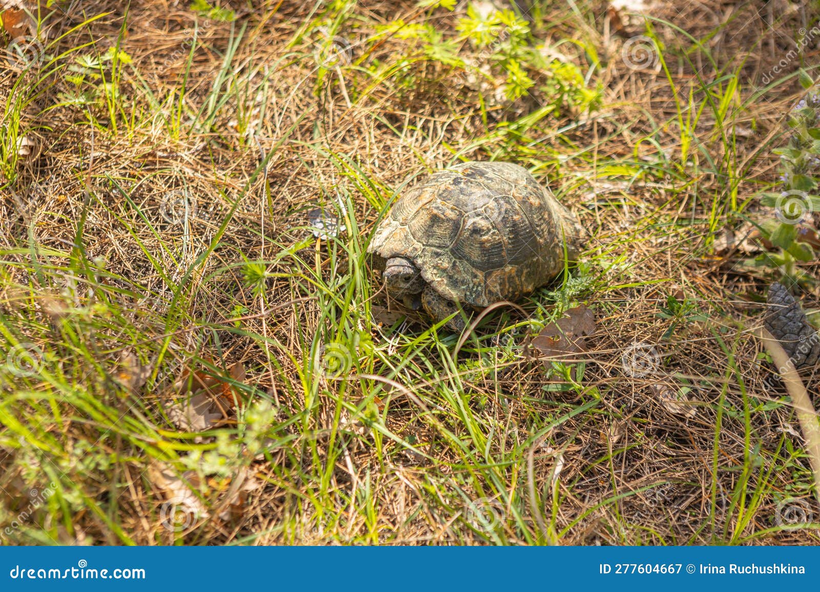 Turtle in Forest, Crawling in the Forest Grass Stock Image - Image of ...