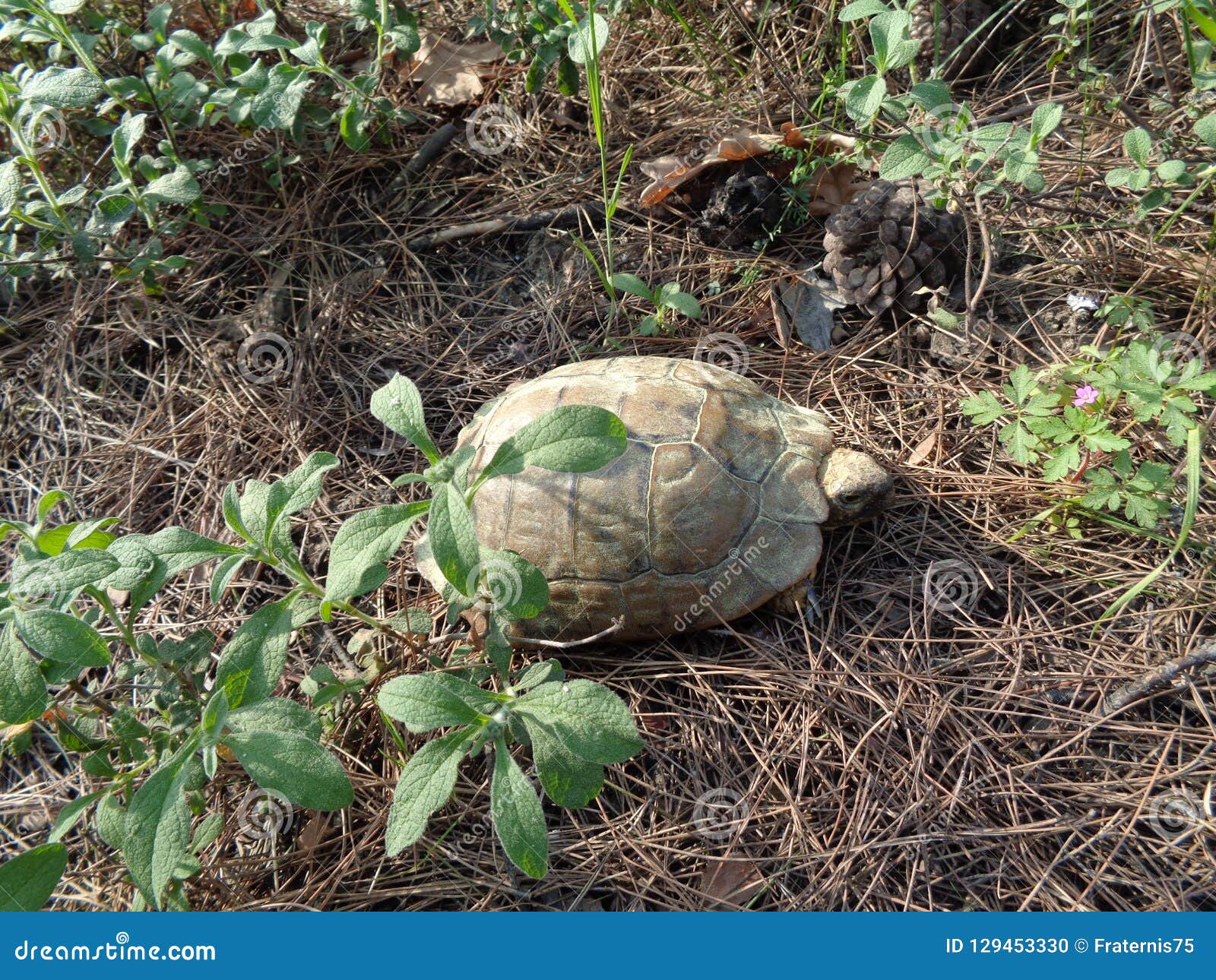 Turtle in the forest stock photo. Image of turtles, long - 129453330