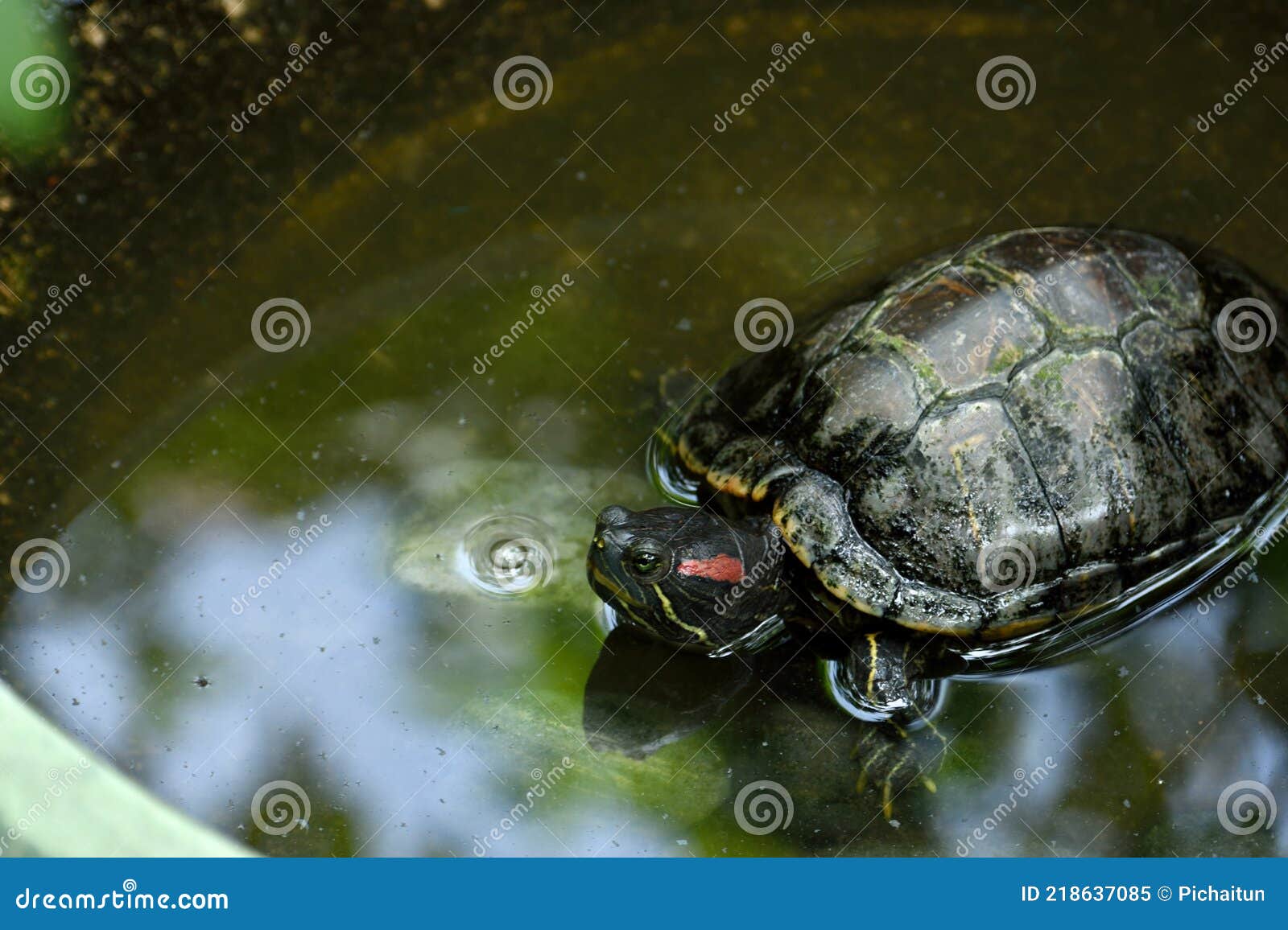 Turtle stock image. Image of grey, freshwater, testudines - 218637085