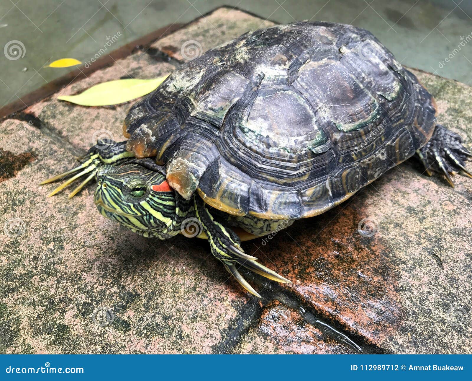 Turtle, Freshwater Turtle, Beautiful Turtle Stock Photo - Image of ...